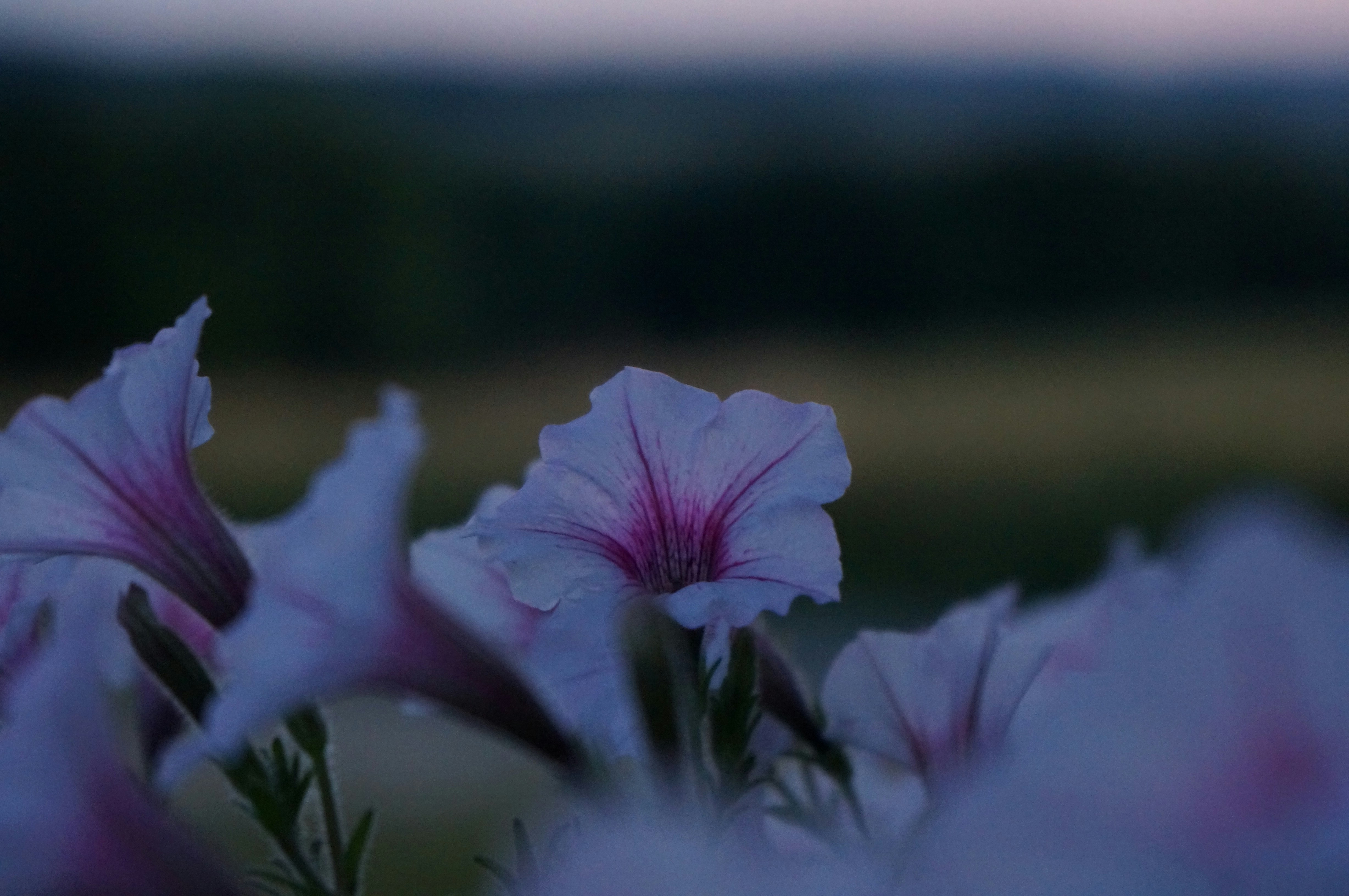 Twilight Petunias: A Close-Up in Velvet Blur