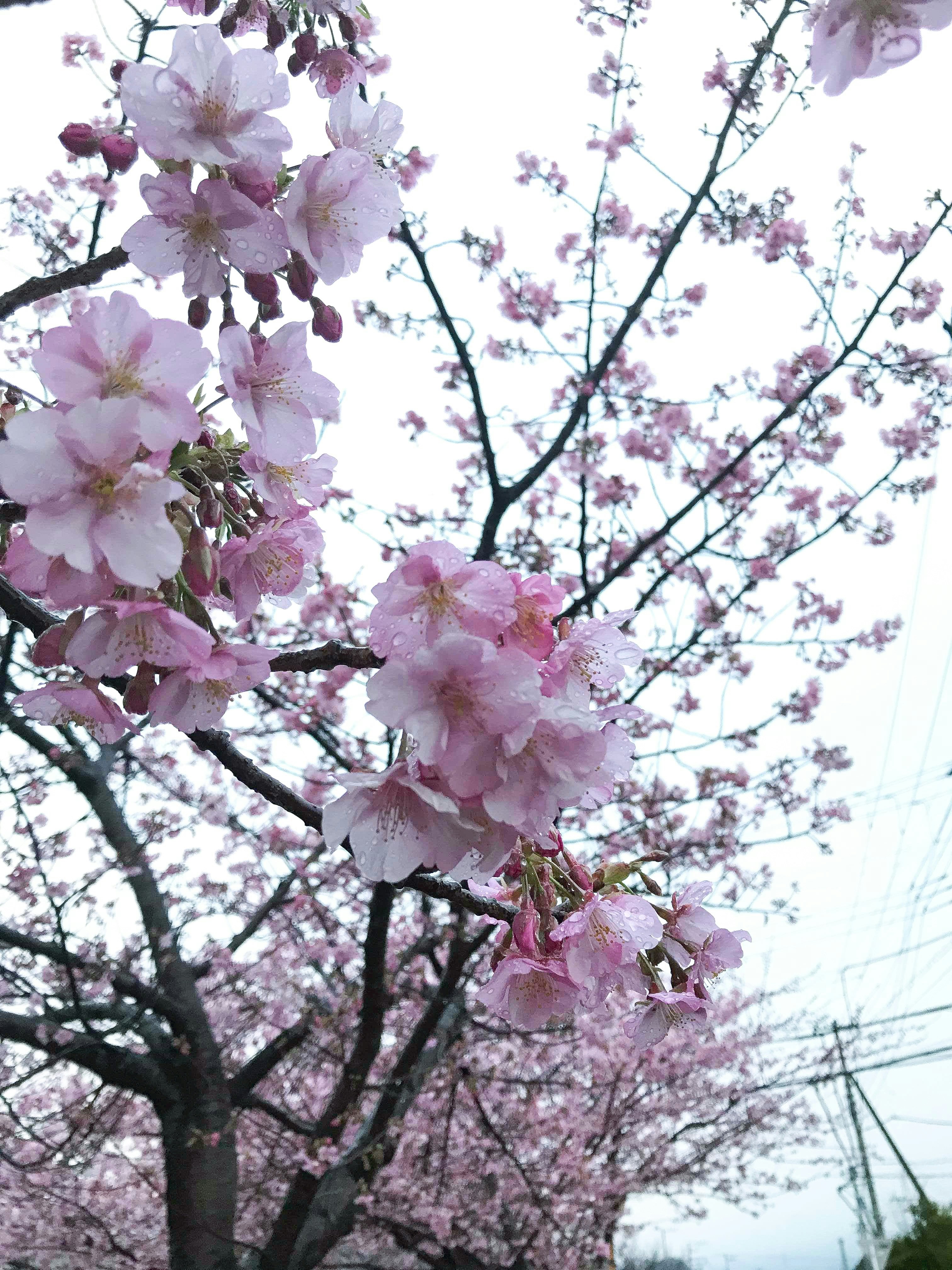 Kim Ramiscal (@kmshrn) | Unsplash Photo Community