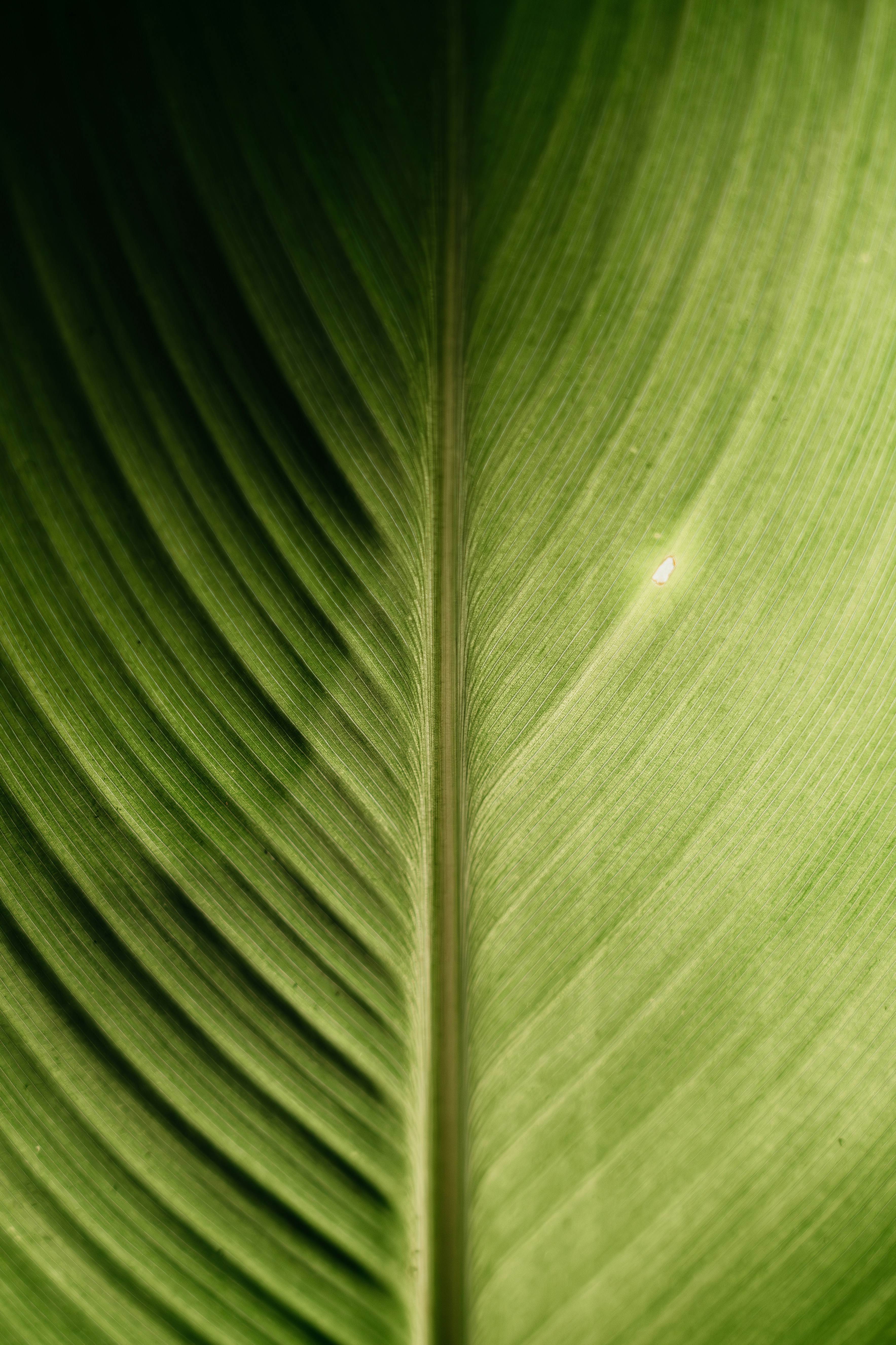 Close-up of a green leaf showcasing its detailed veins and textures, illuminated by soft light.