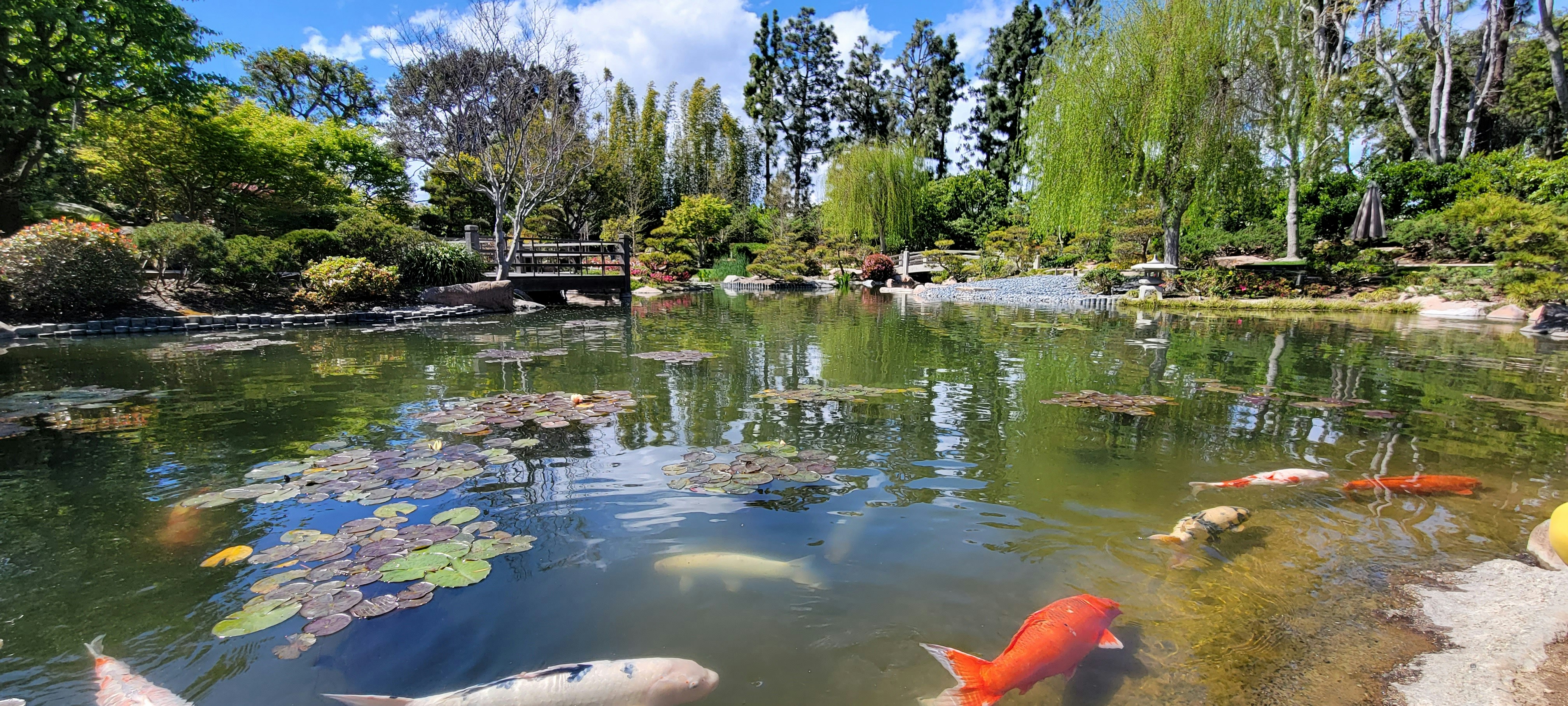 Vibrant koi fish swim in a tranquil garden pond surrounded by lush greenery and trees under a clear sky.