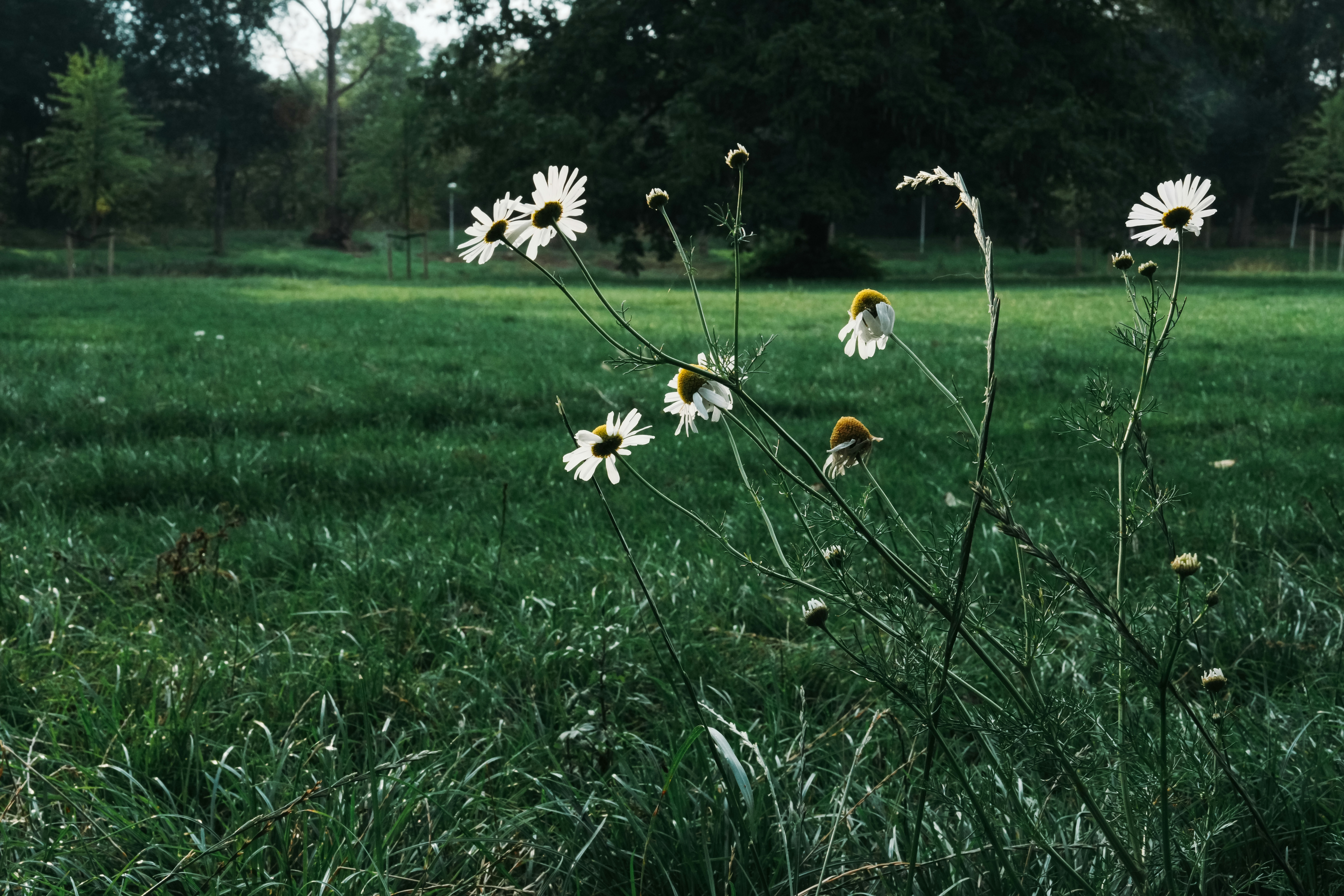 Daisies Lean Toward the Light at the Meadow's Edge