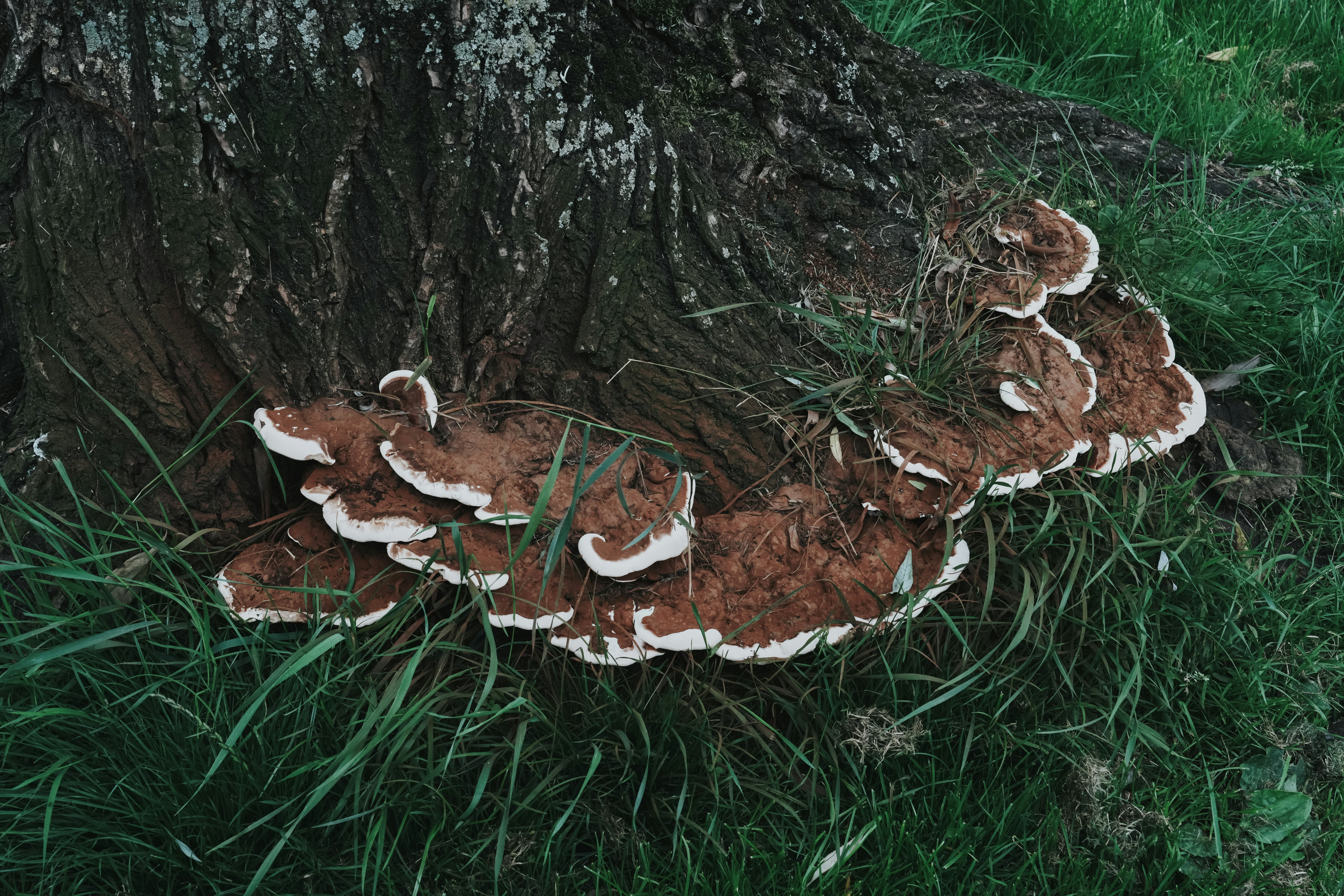 Wood decay fungus Ganoderma applanatum grown on the trunk of an old tree