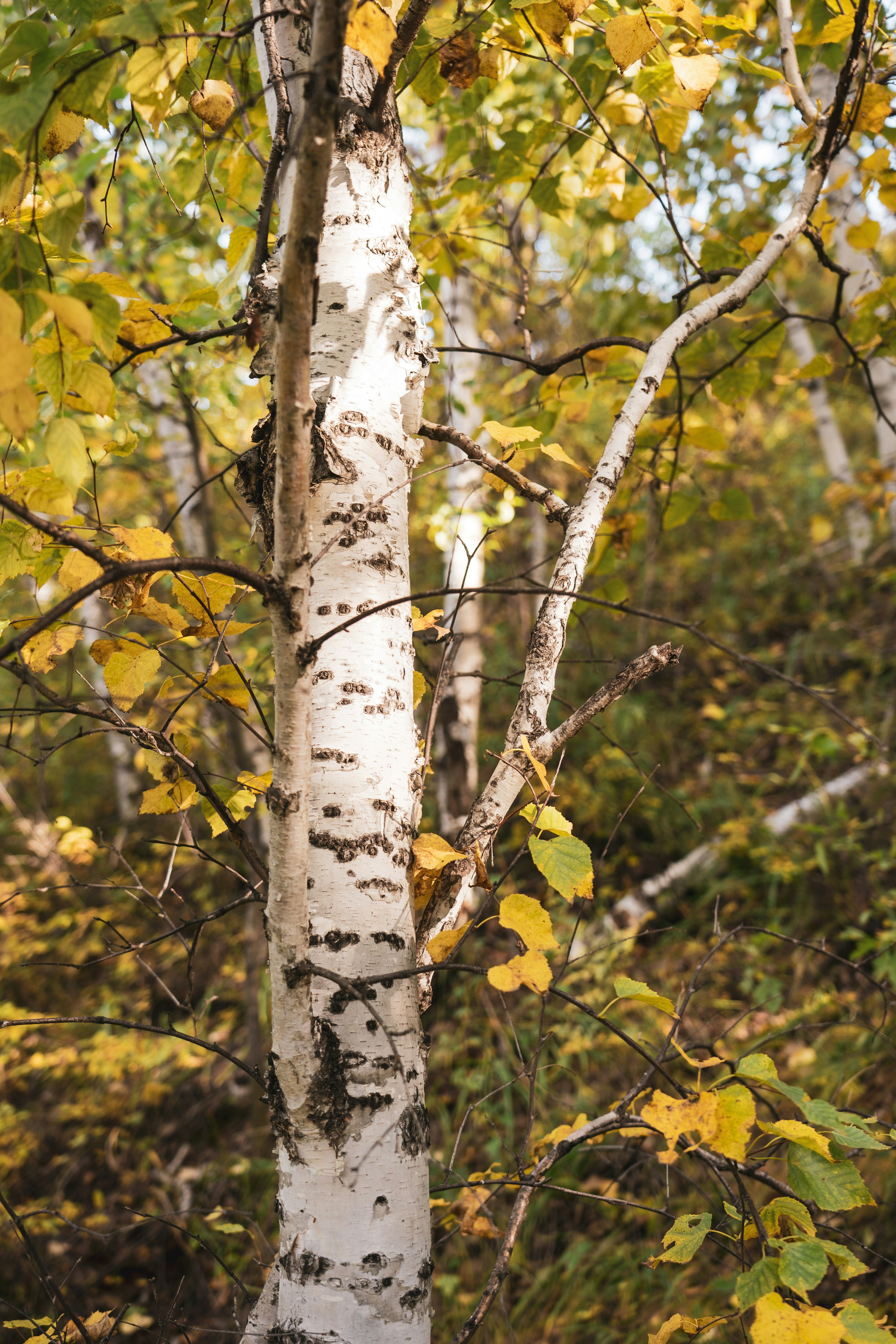 A white tree with yellow leaves in a forest photo – Free Inner mongolia ...