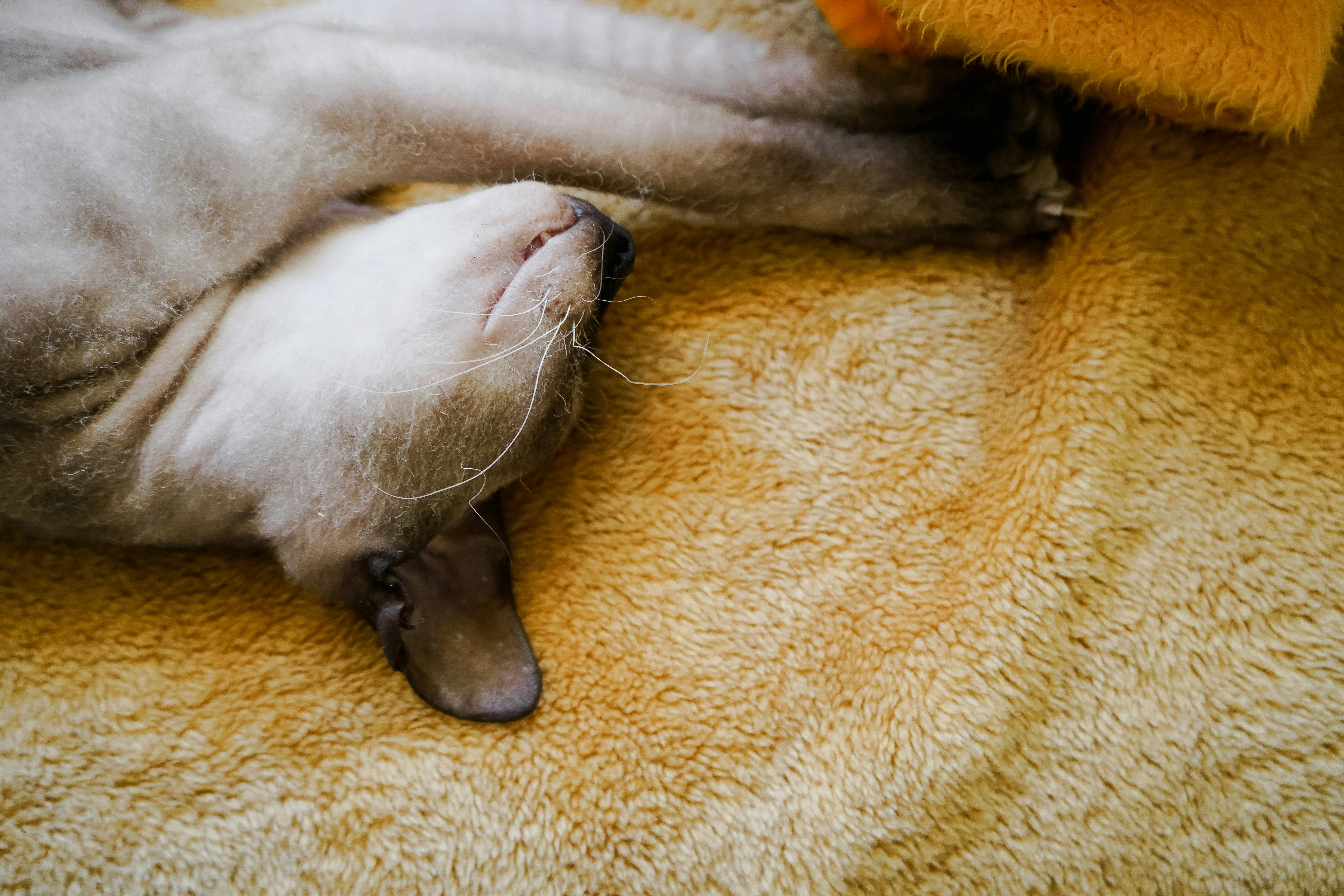Nap Under Golden Velvet: A Cat Dozing on a Warm Yellow Blanket