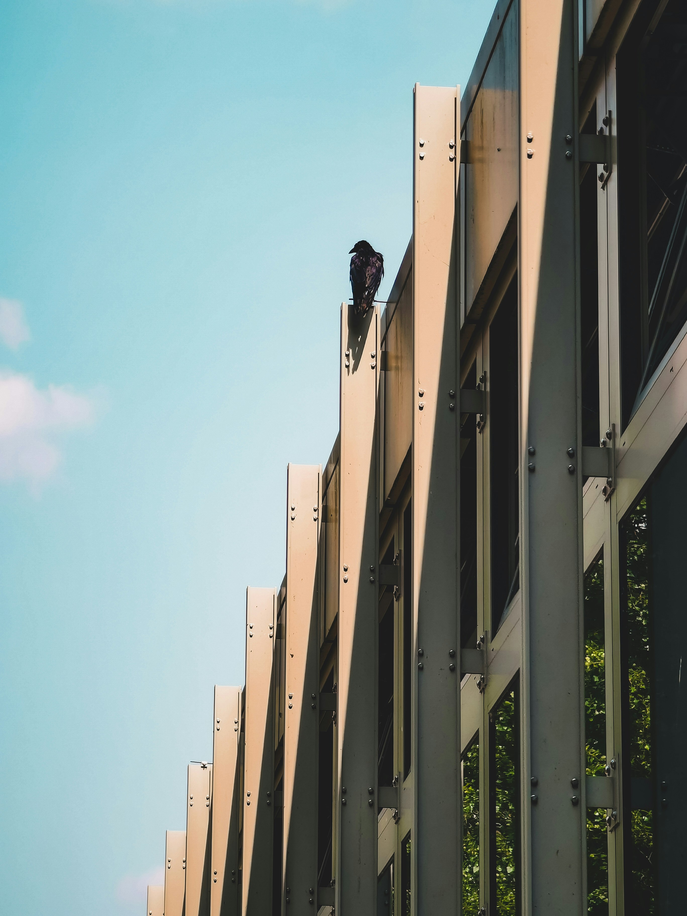 Perched Above the City: A Hawk Over Steel Columns