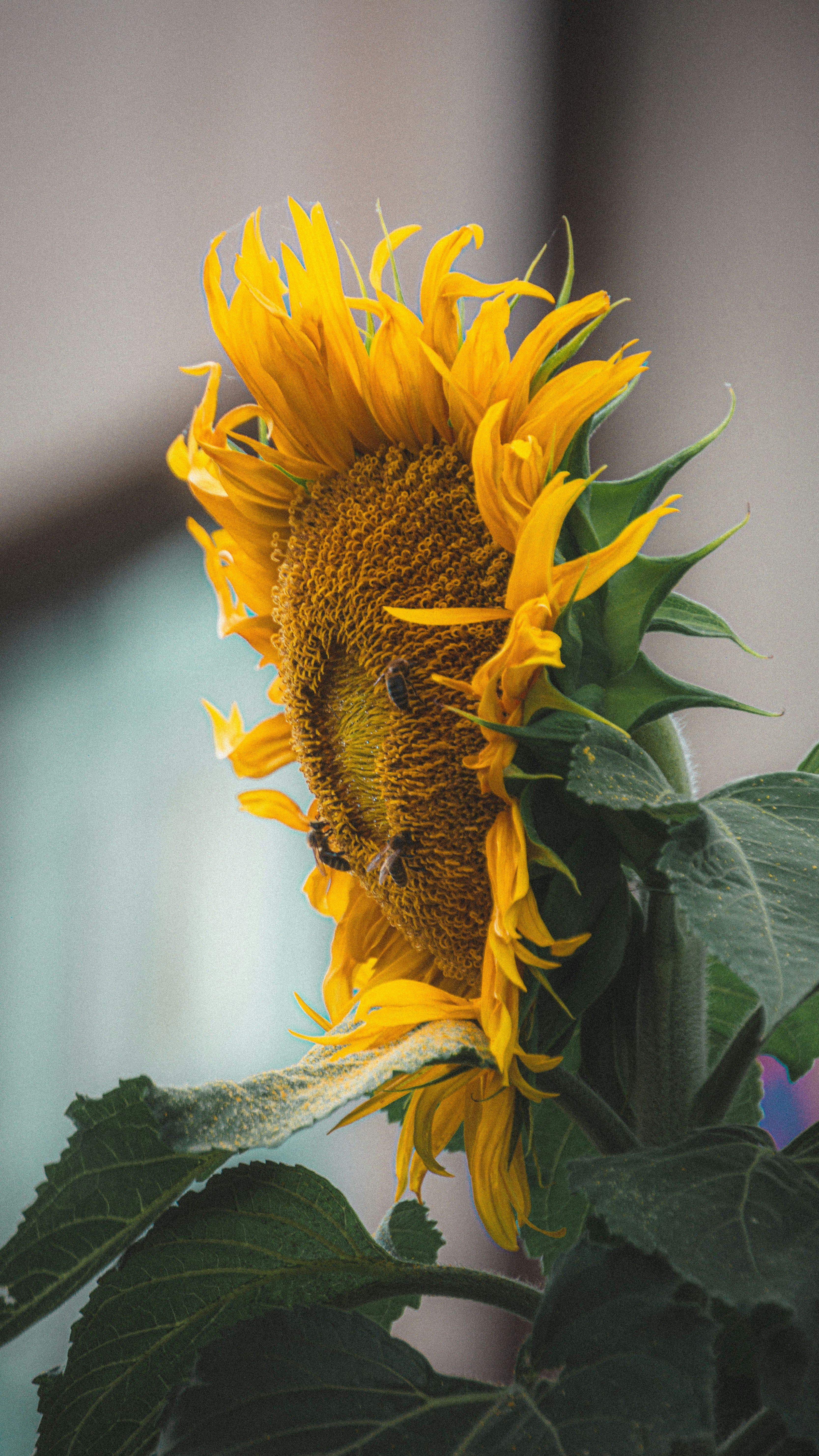 Sunflower Portrait: A lone bloom standing tall against a soft backdrop