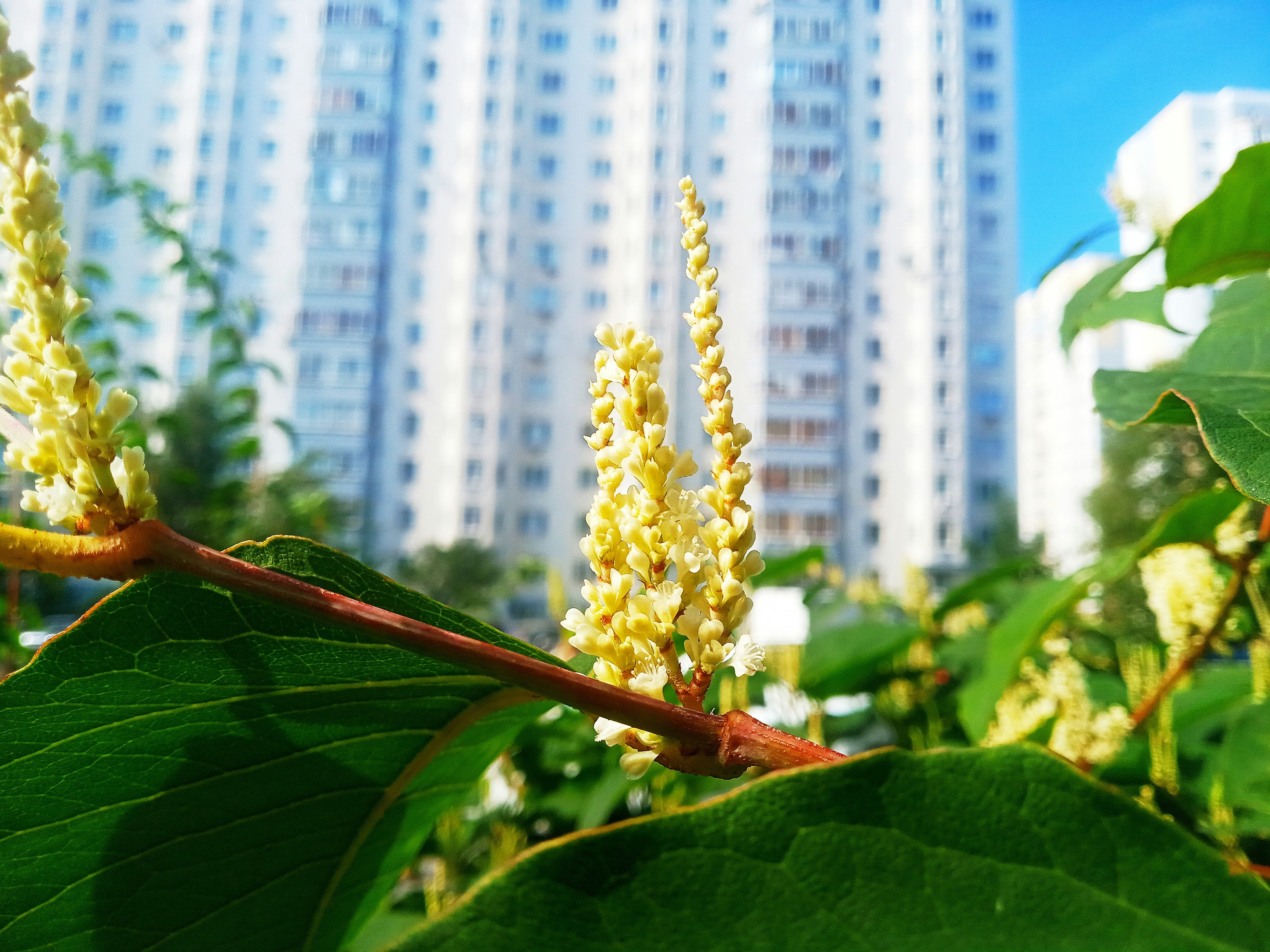 Photo by Dmitry Burdakov with Xiaomi Mi Play