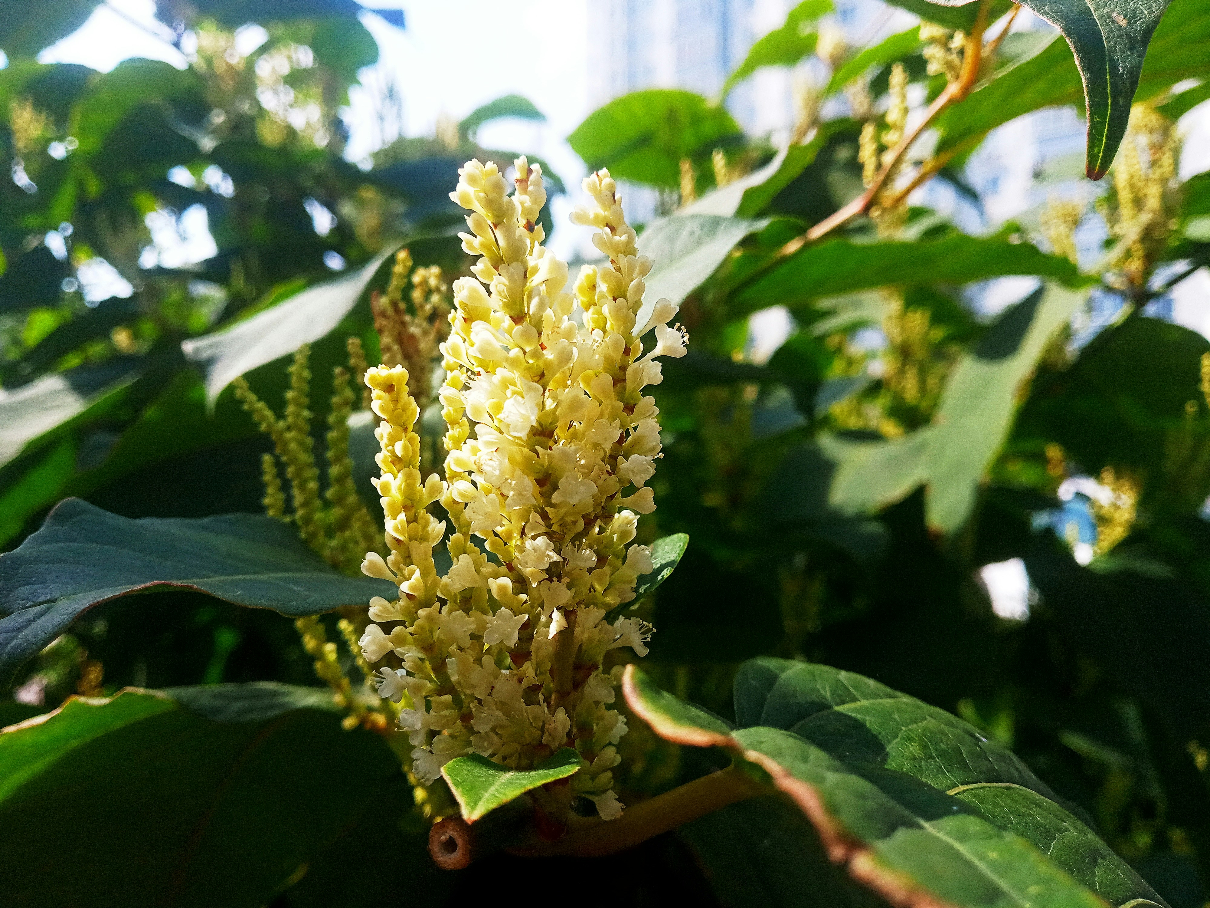 Macro photograph of pale-yellow catkin blossoms among glossy green leaves, with a subtle city backdrop.