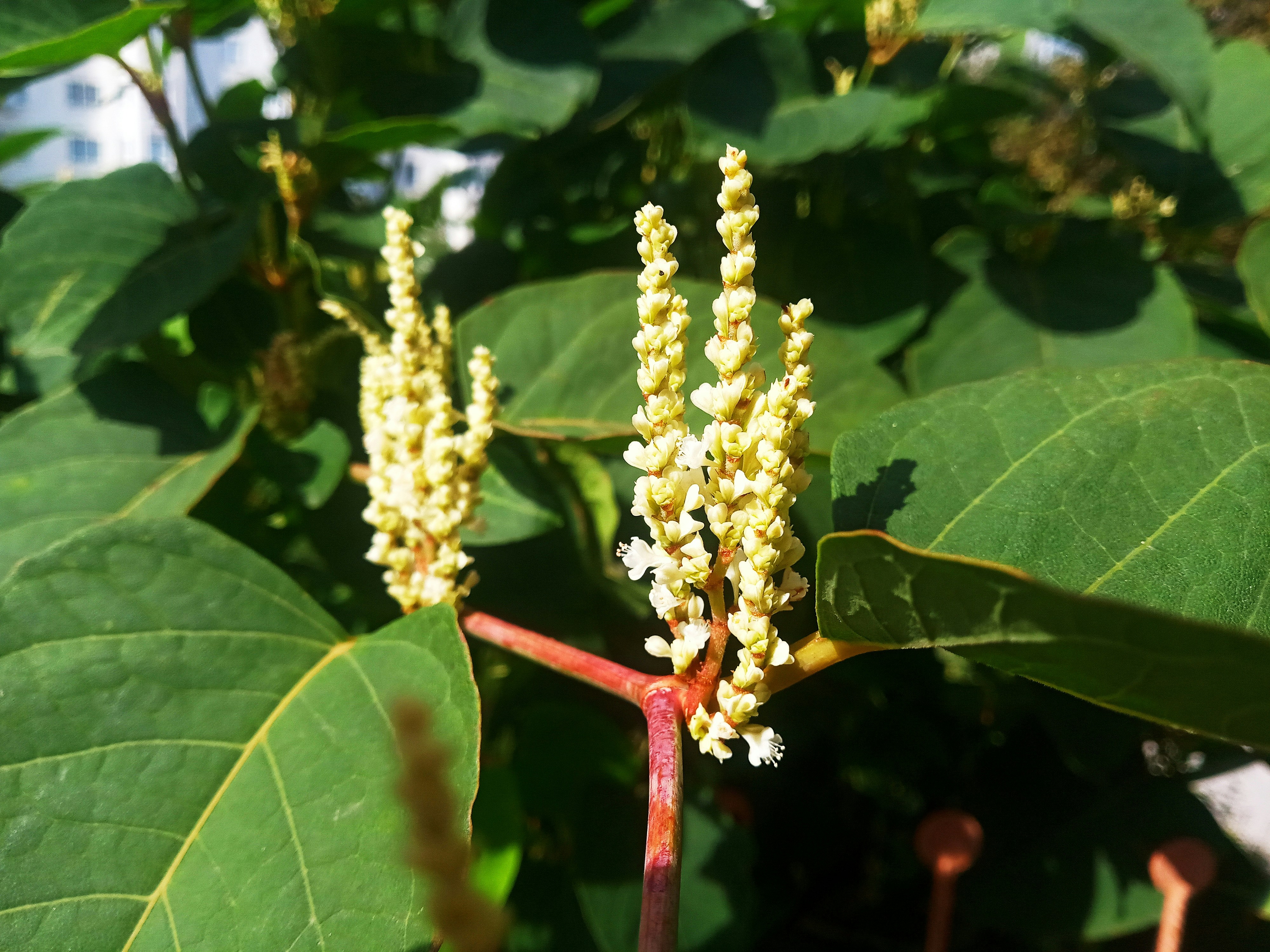 Close-up of cream-colored flower spikes along a pink stem, set against glossy green leaves.