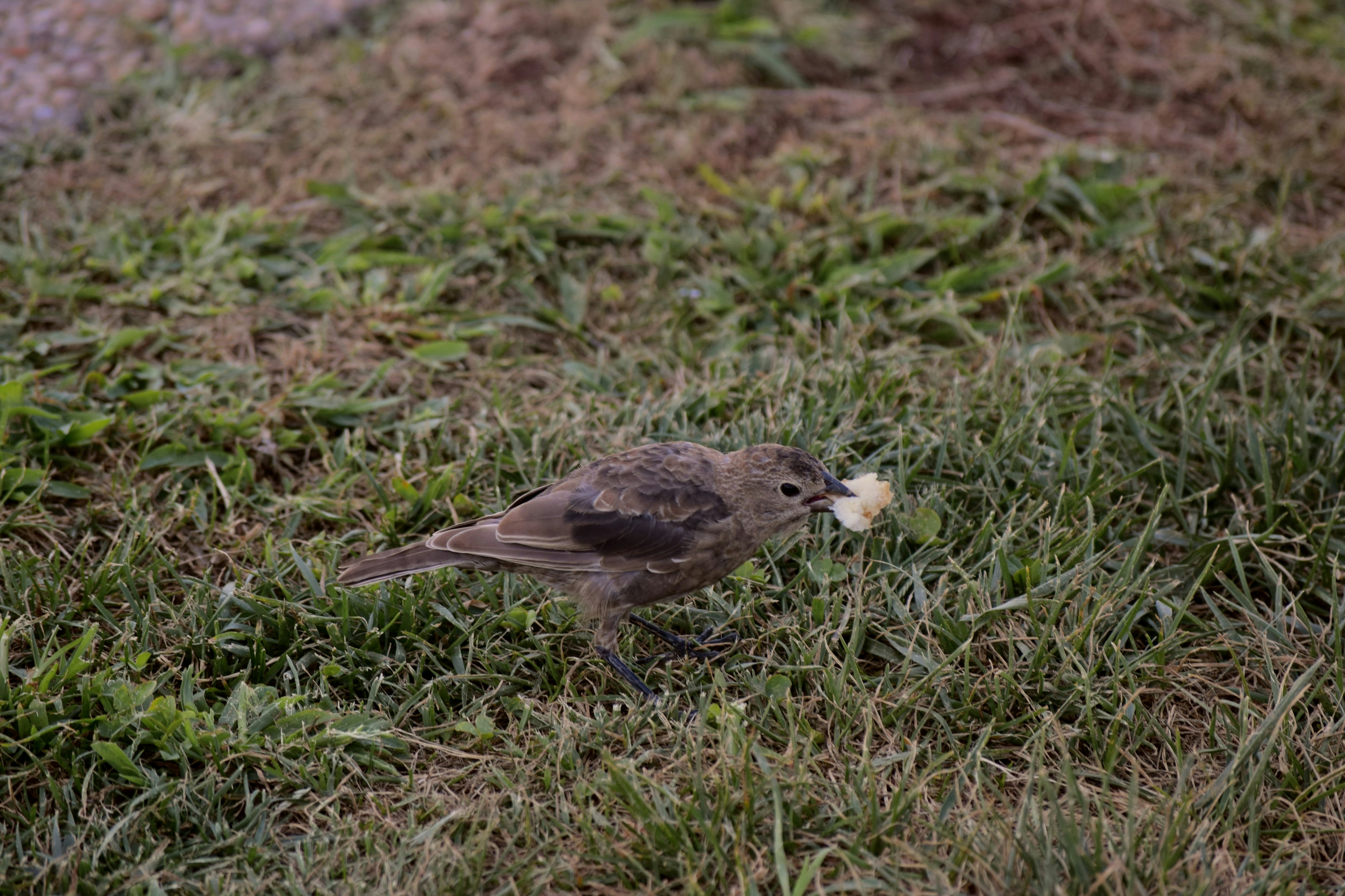 Crumb Scout: a tiny forager on a grassy patch