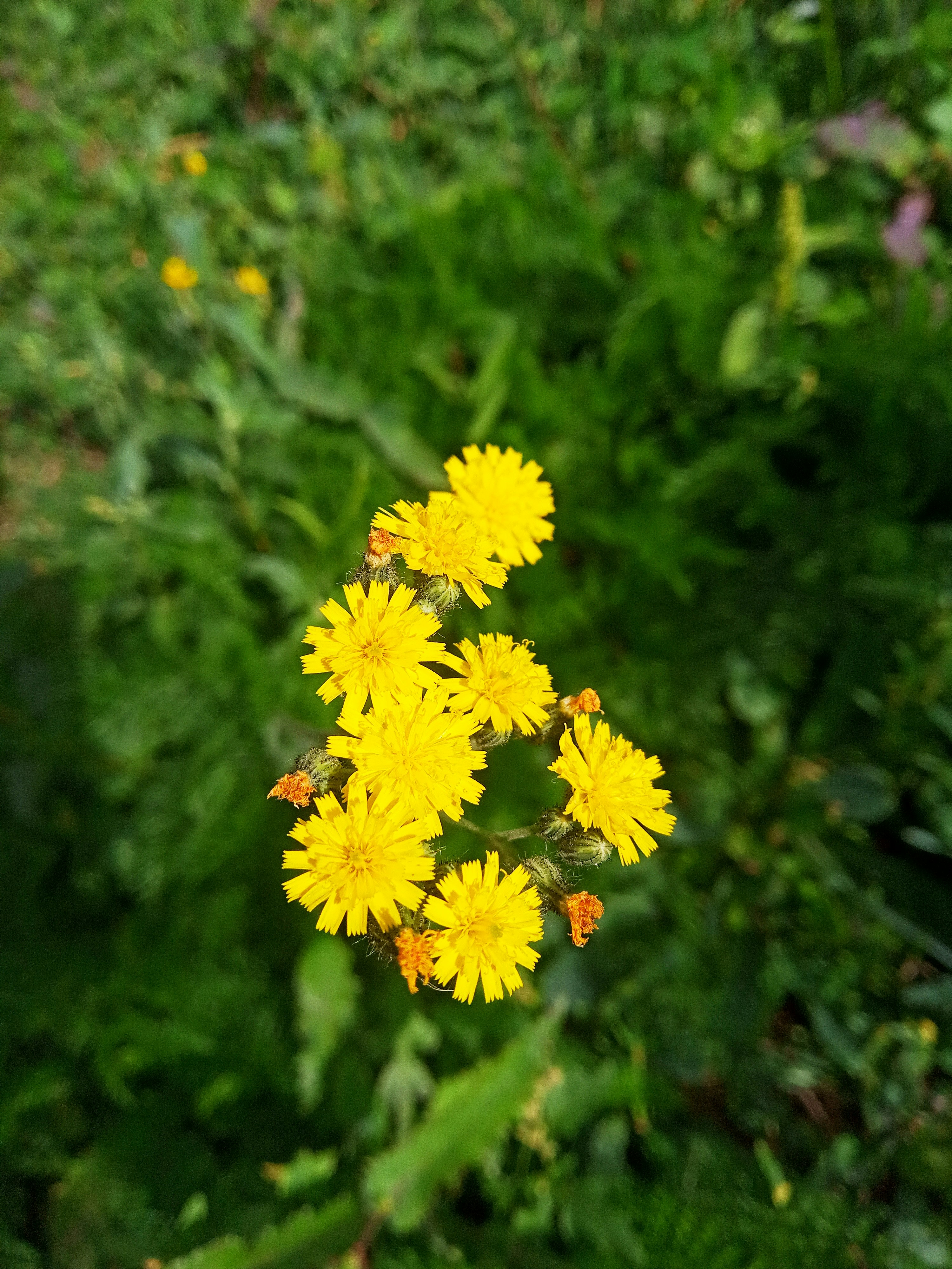 Close-up photograph of a cluster of bright yellow wildflowers against a blurred green background.