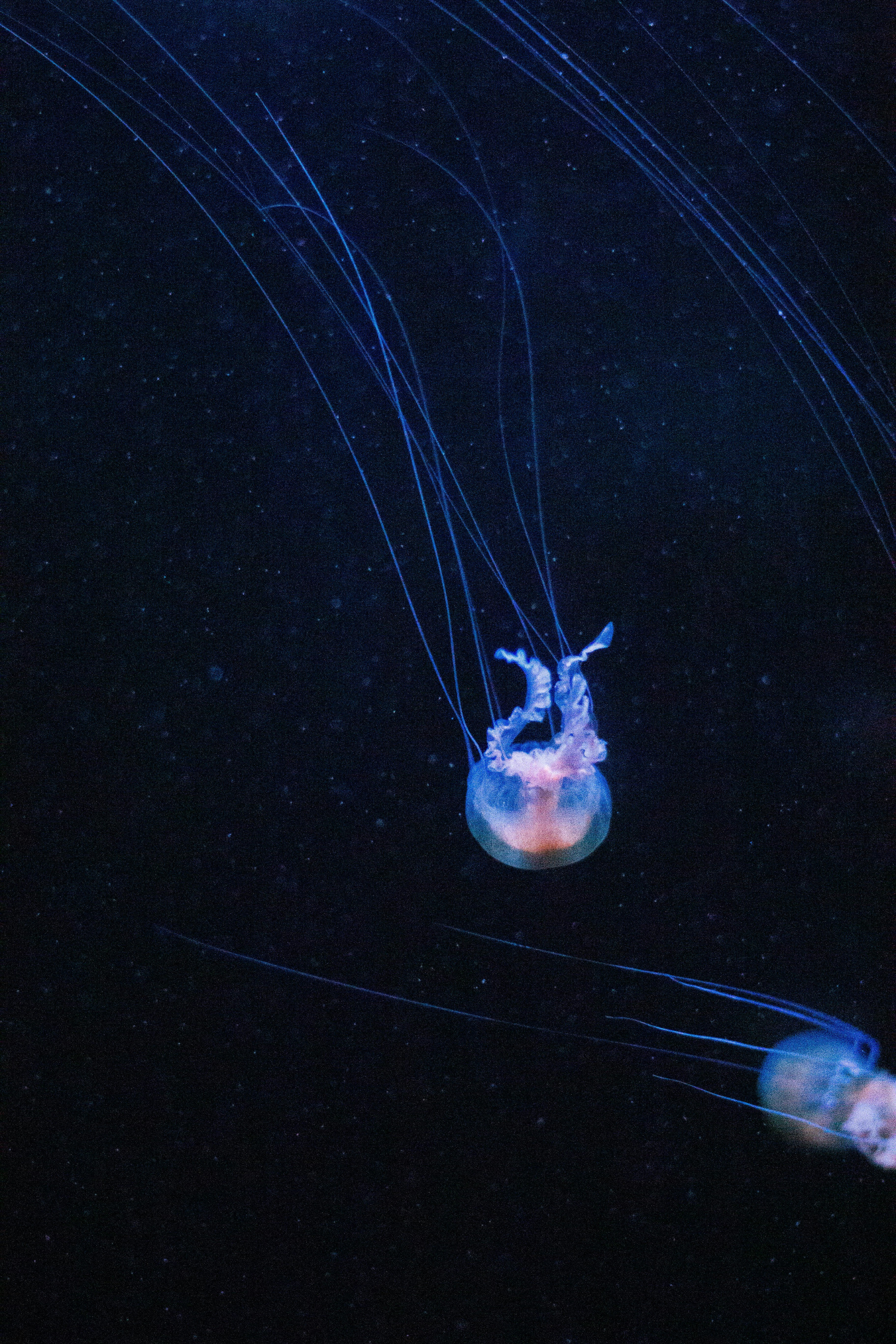 Blue-Thread Jelly in a Velvet Deep