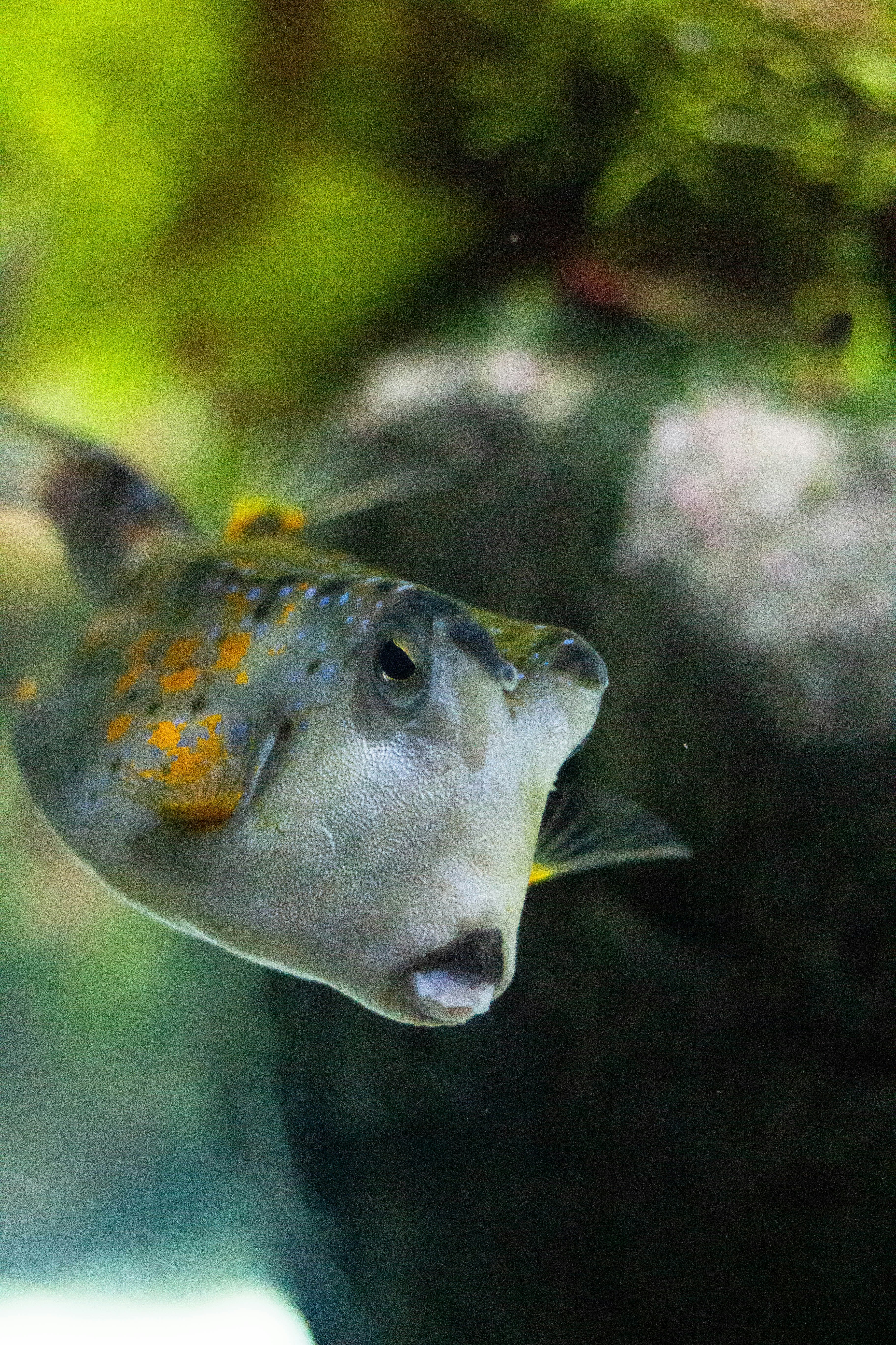 A close up of a fish in a tank photo – Free Fish Image on Unsplash