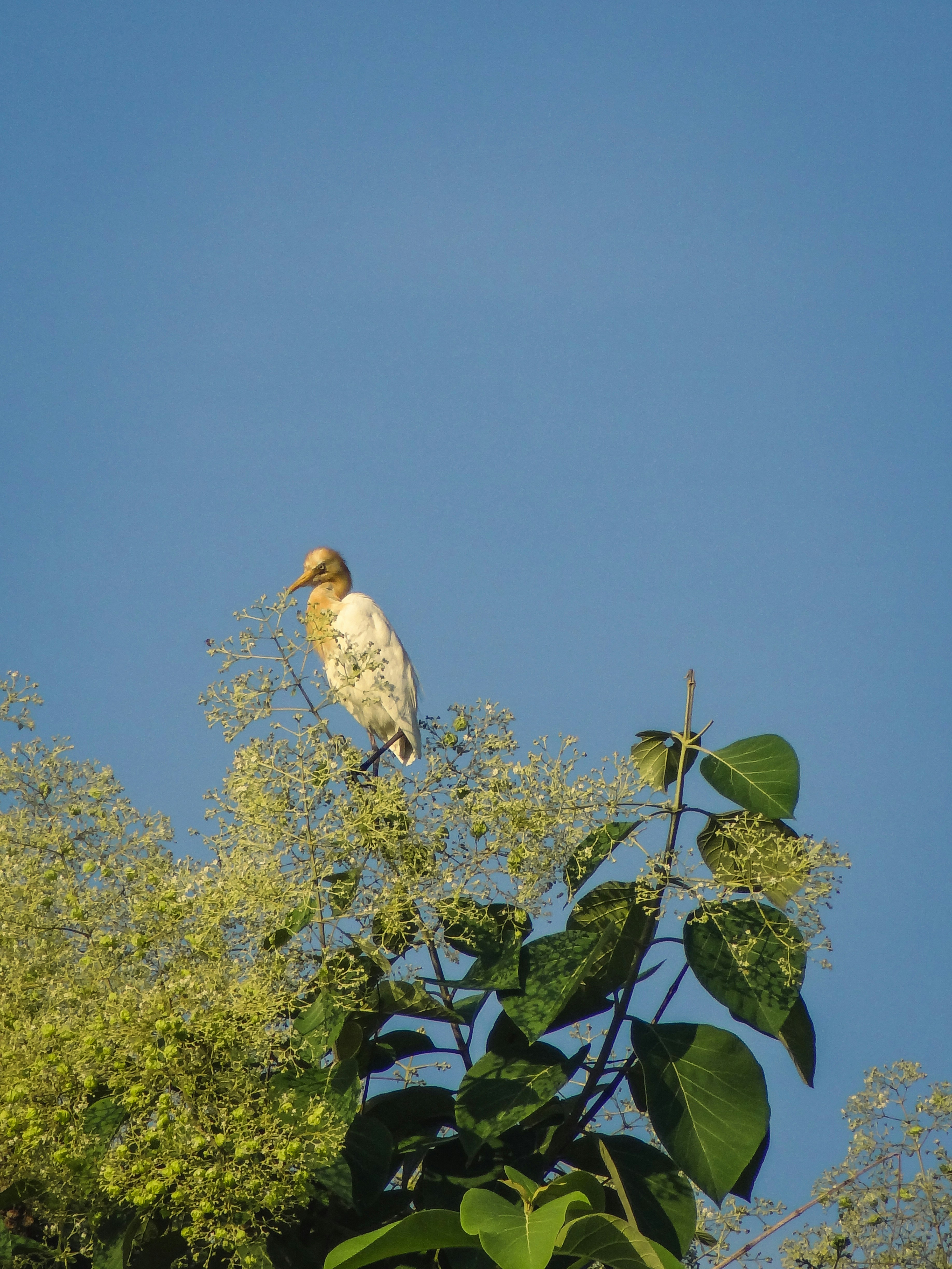 Blue-sky sentinel perched atop sunlit blooms