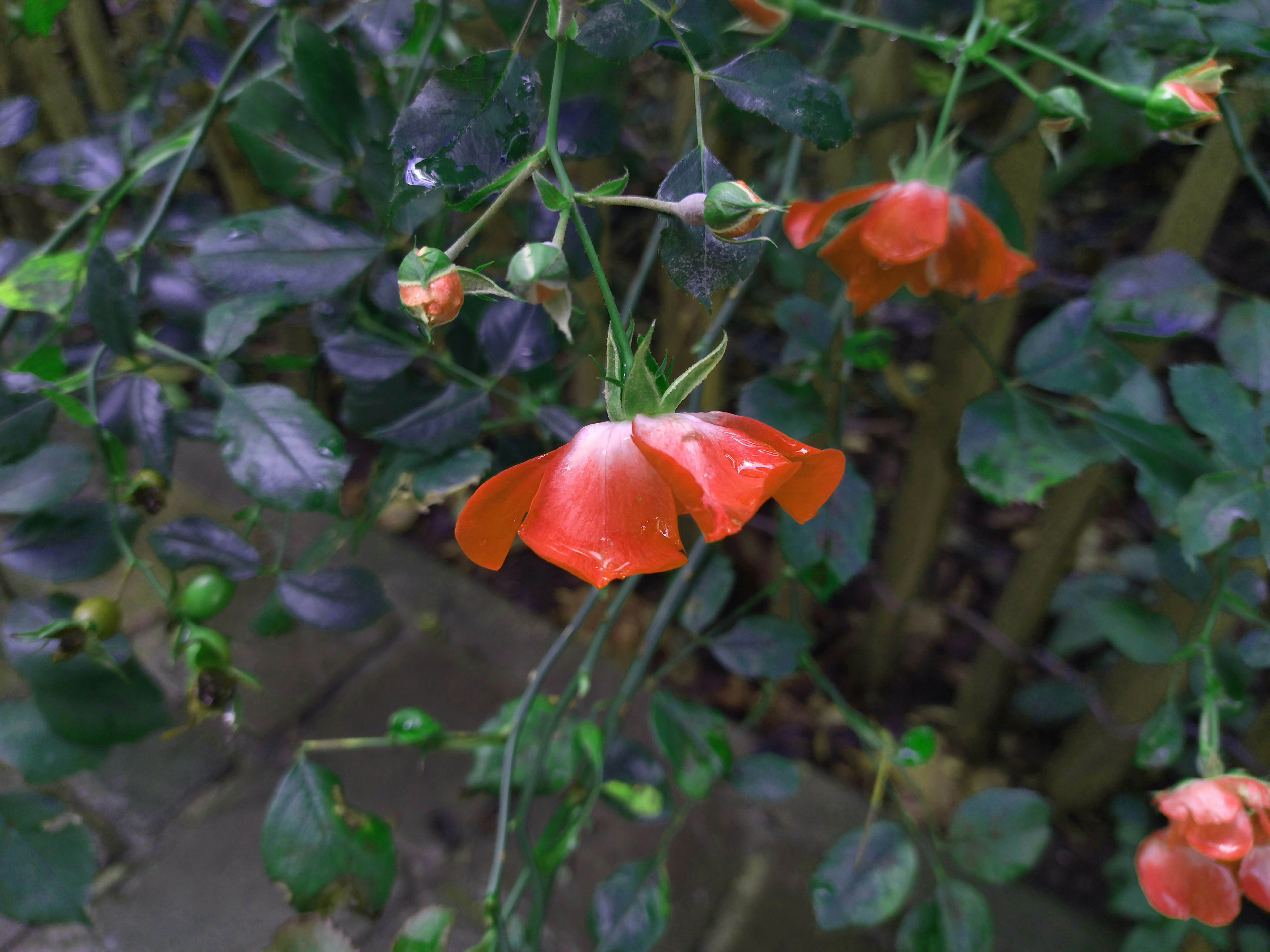 Orange bellflowers Drifting Among Green Foliage