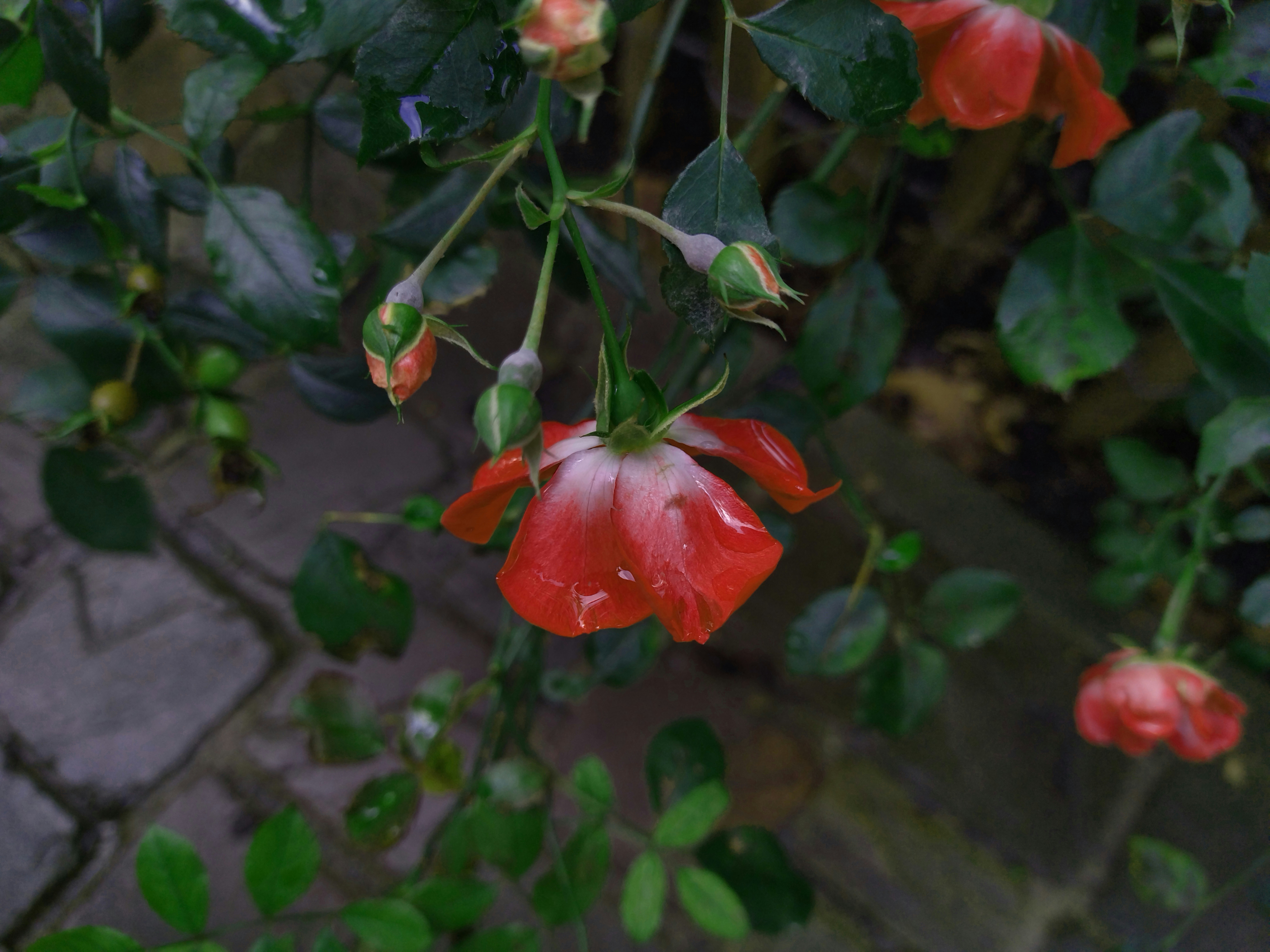 a close up of a red flower on a tree