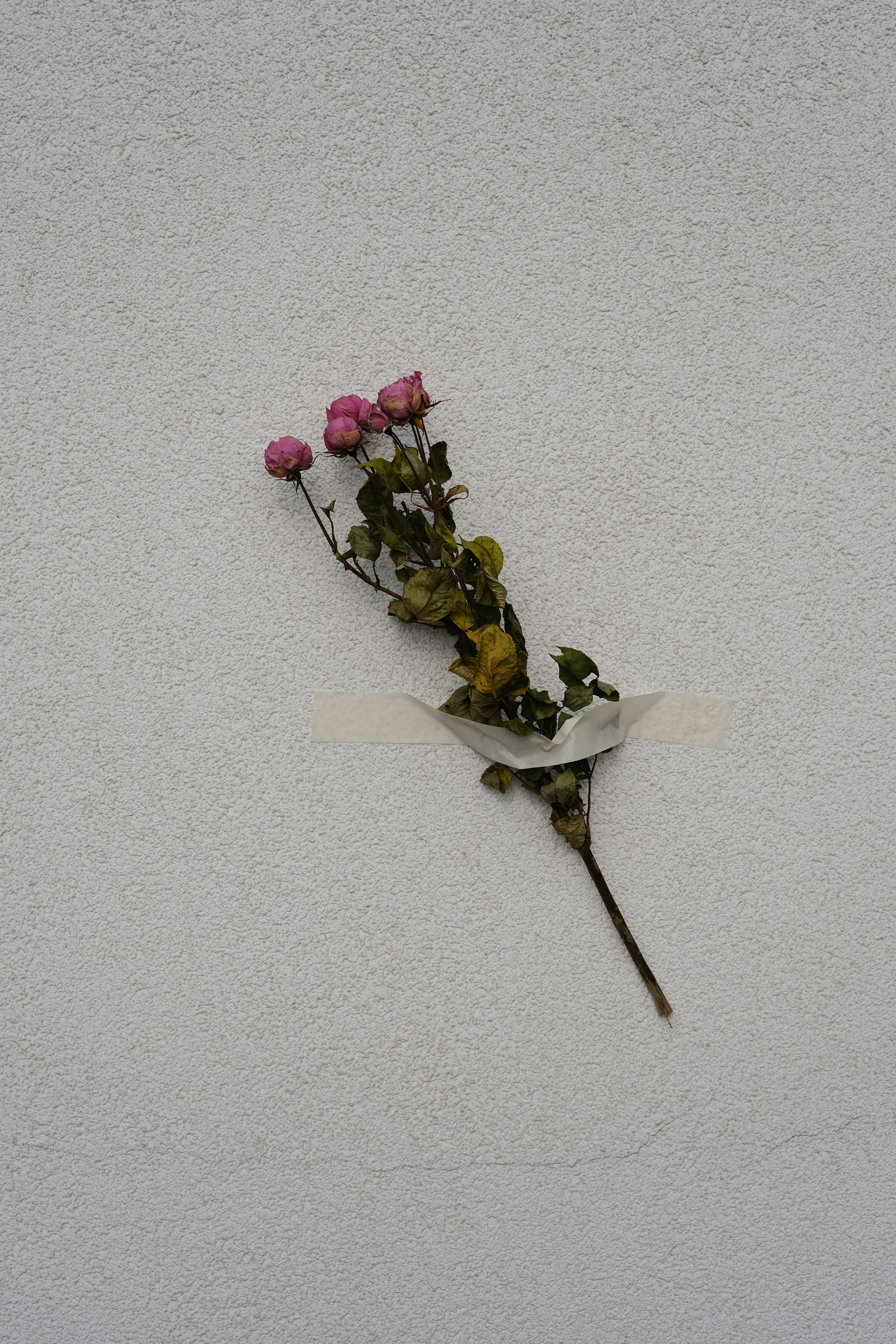 Tape-Bound Rose: A Minimalist Floral on a Textured Wall
