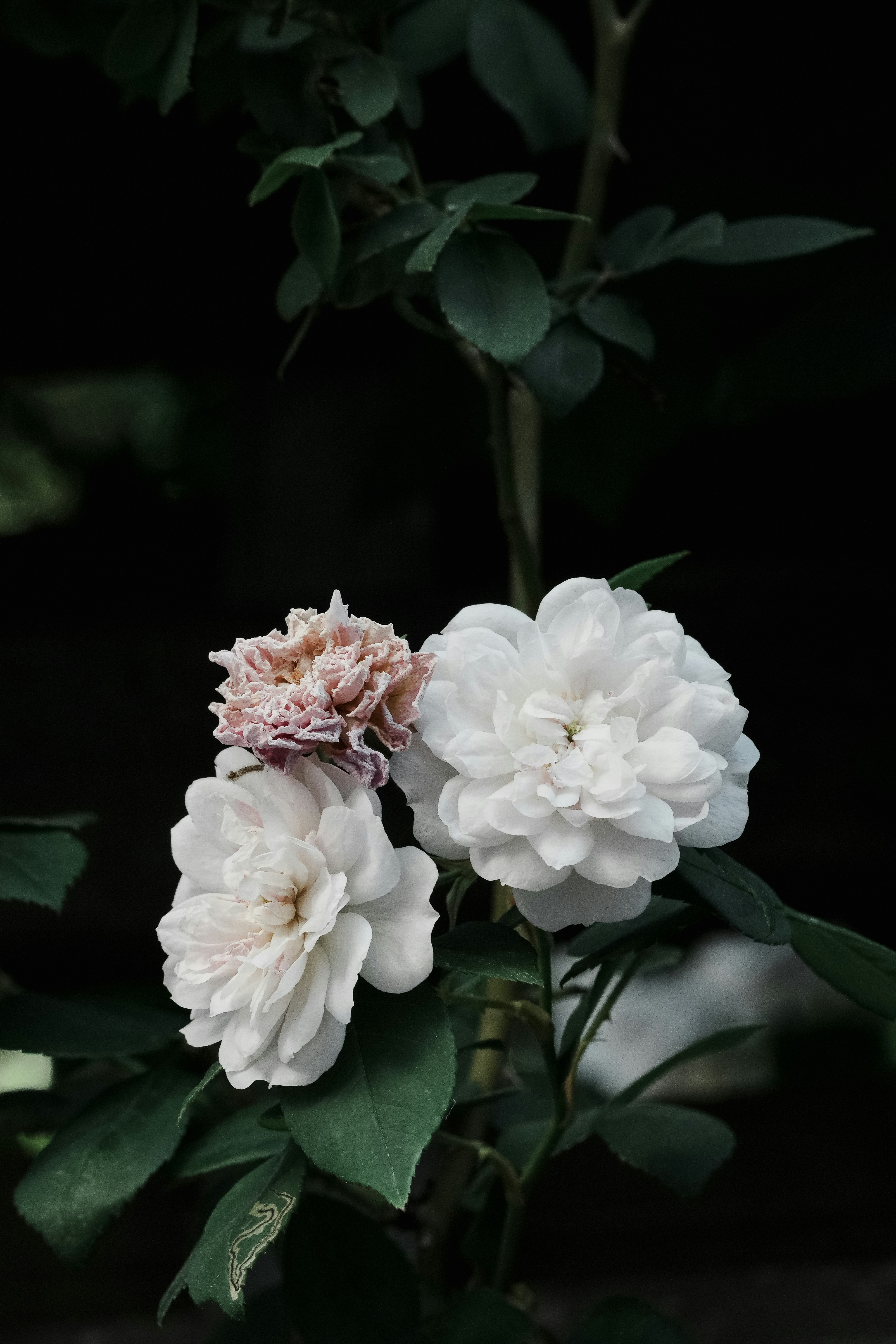 White Roses in Velvet Darkness: A Pink-Tinged Moment