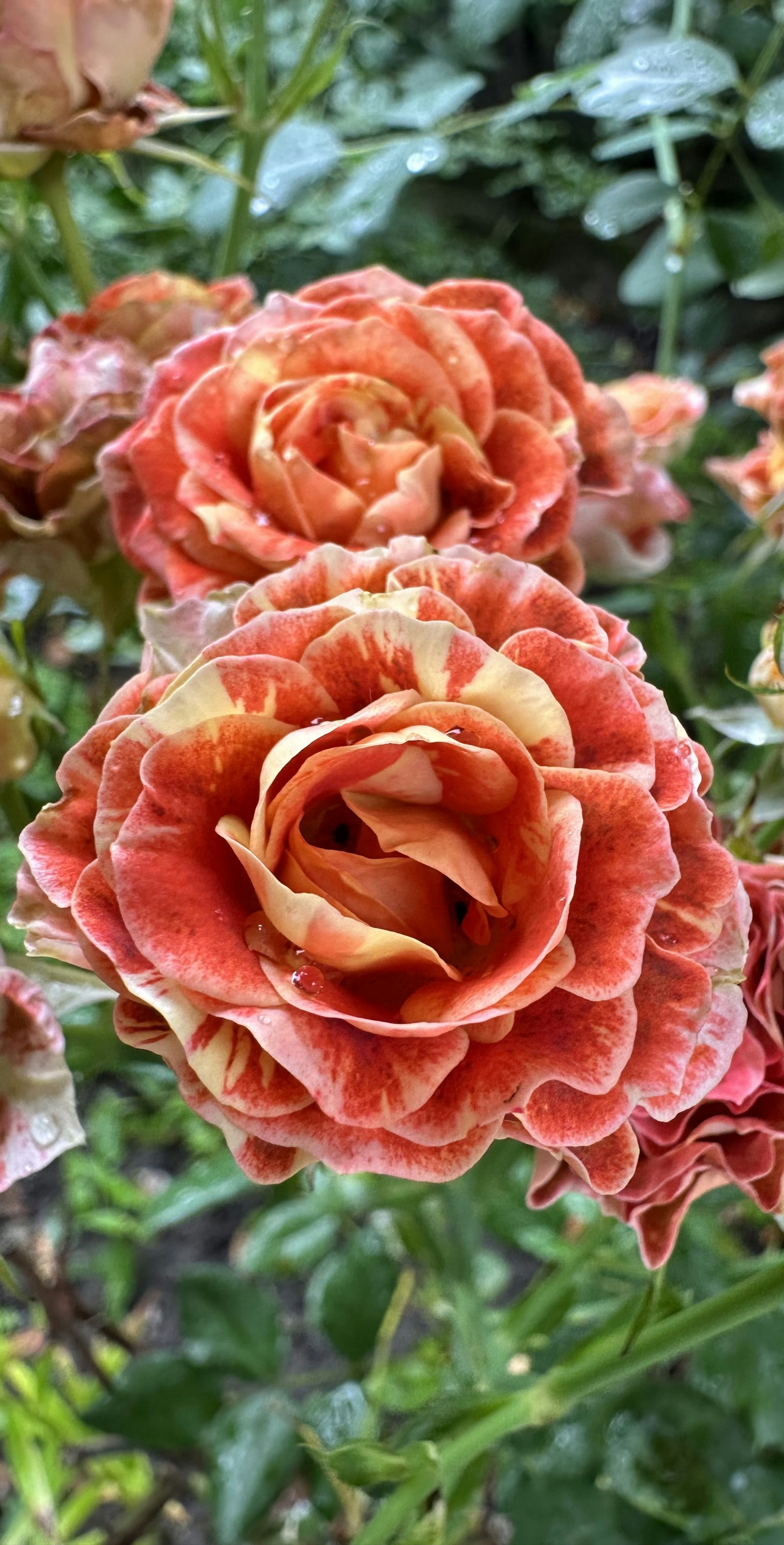 Gros plan d’un bouquet de fleurs dans un champ photo – Photo Fleur ...