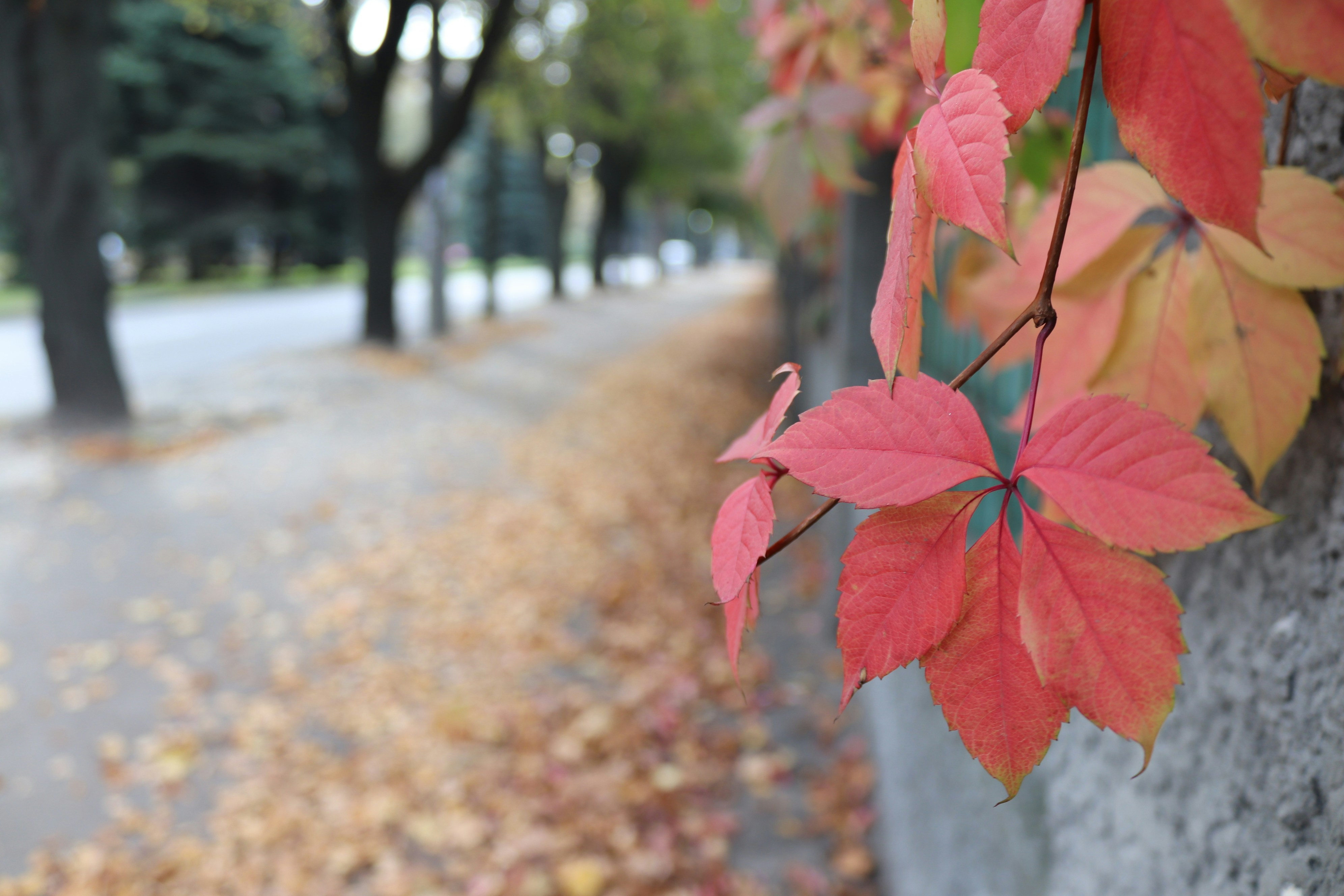 Une feuille rouge suspendue à un arbre à côté d’un trottoir photo ...