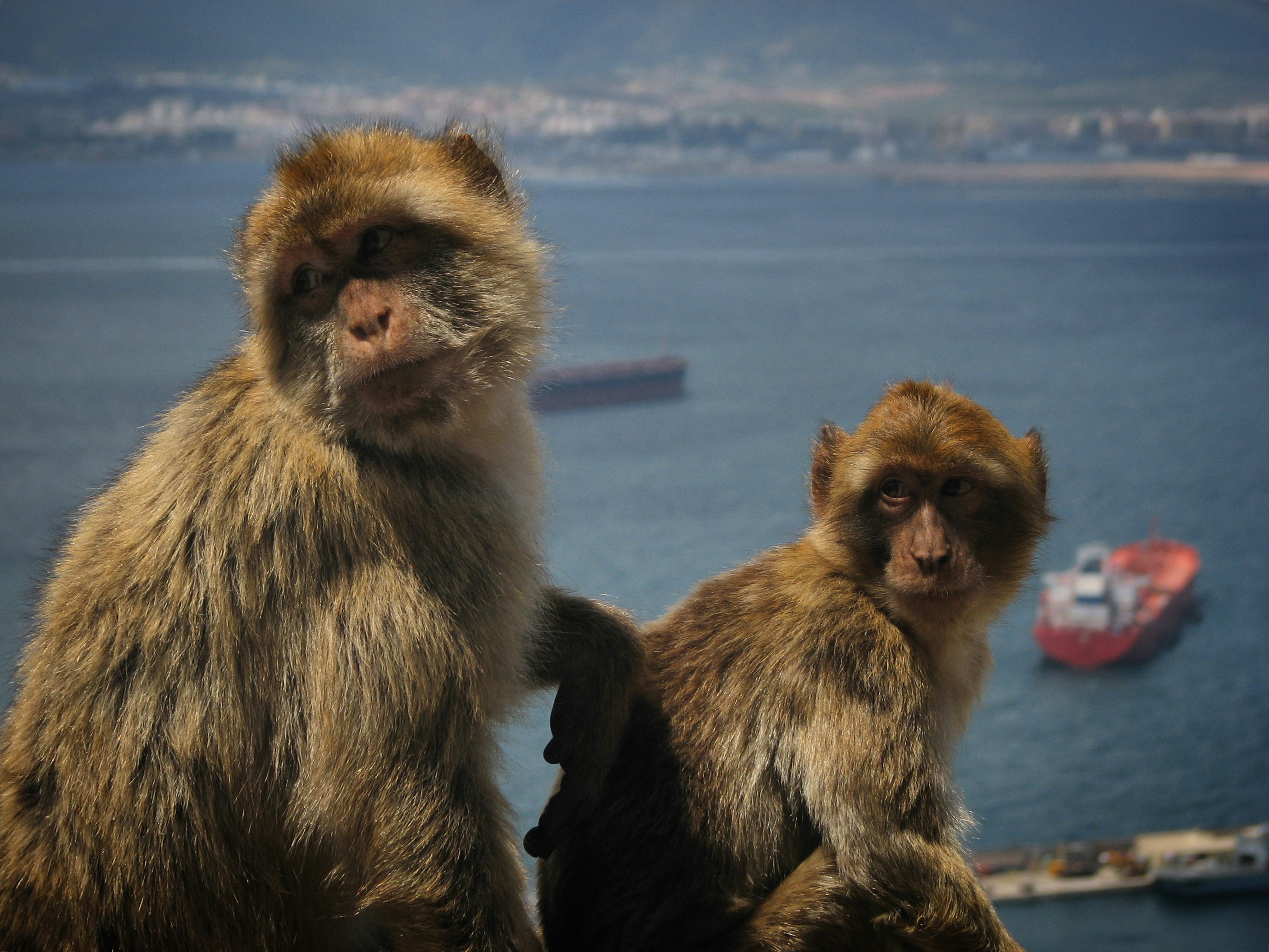 Two macaques perch on a harbor quay, with a blue sea and distant ships; the foreground monkey faces the camera in this photograph.