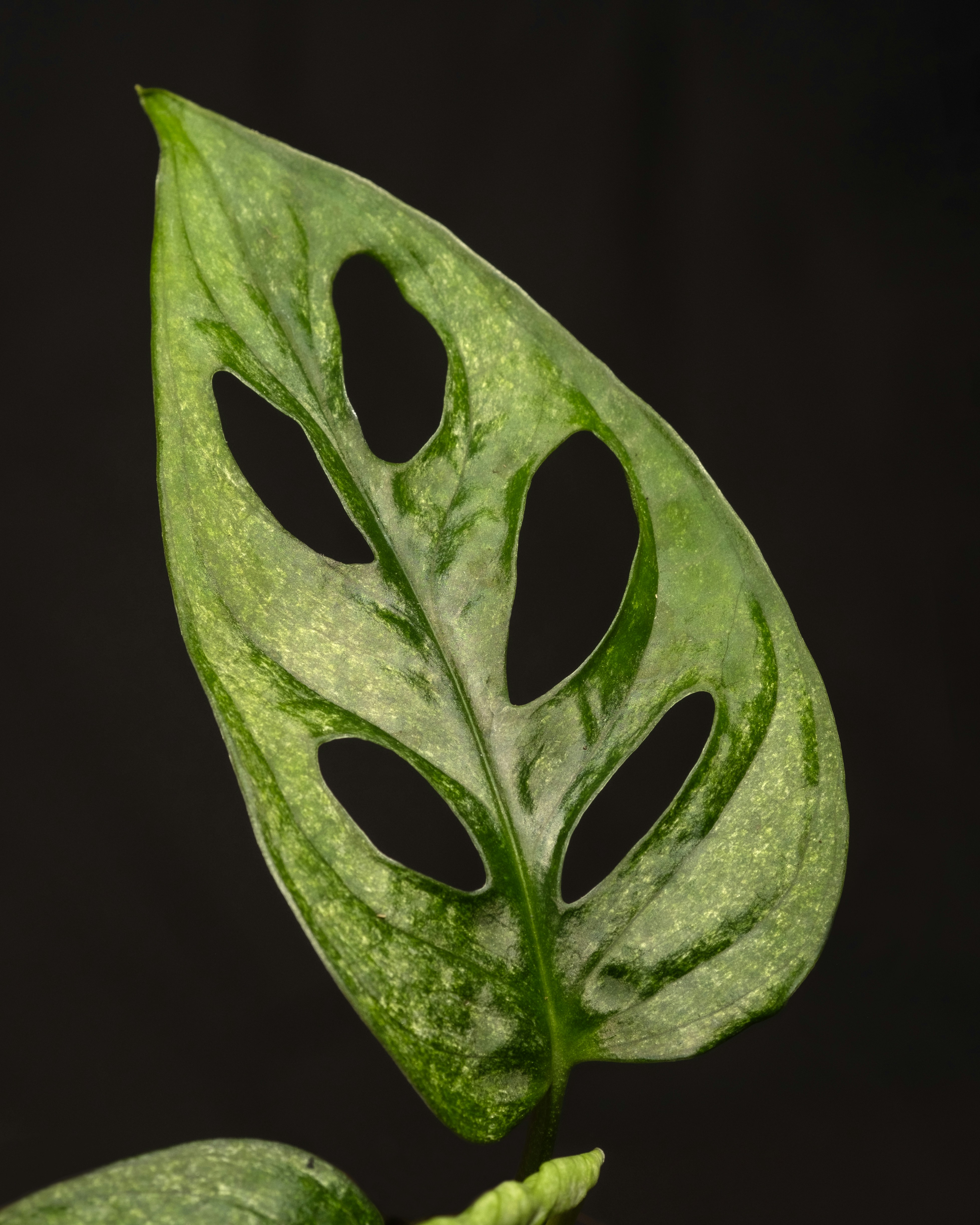 Un gros plan d’une feuille verte avec des trous photo – Photo Plante ...