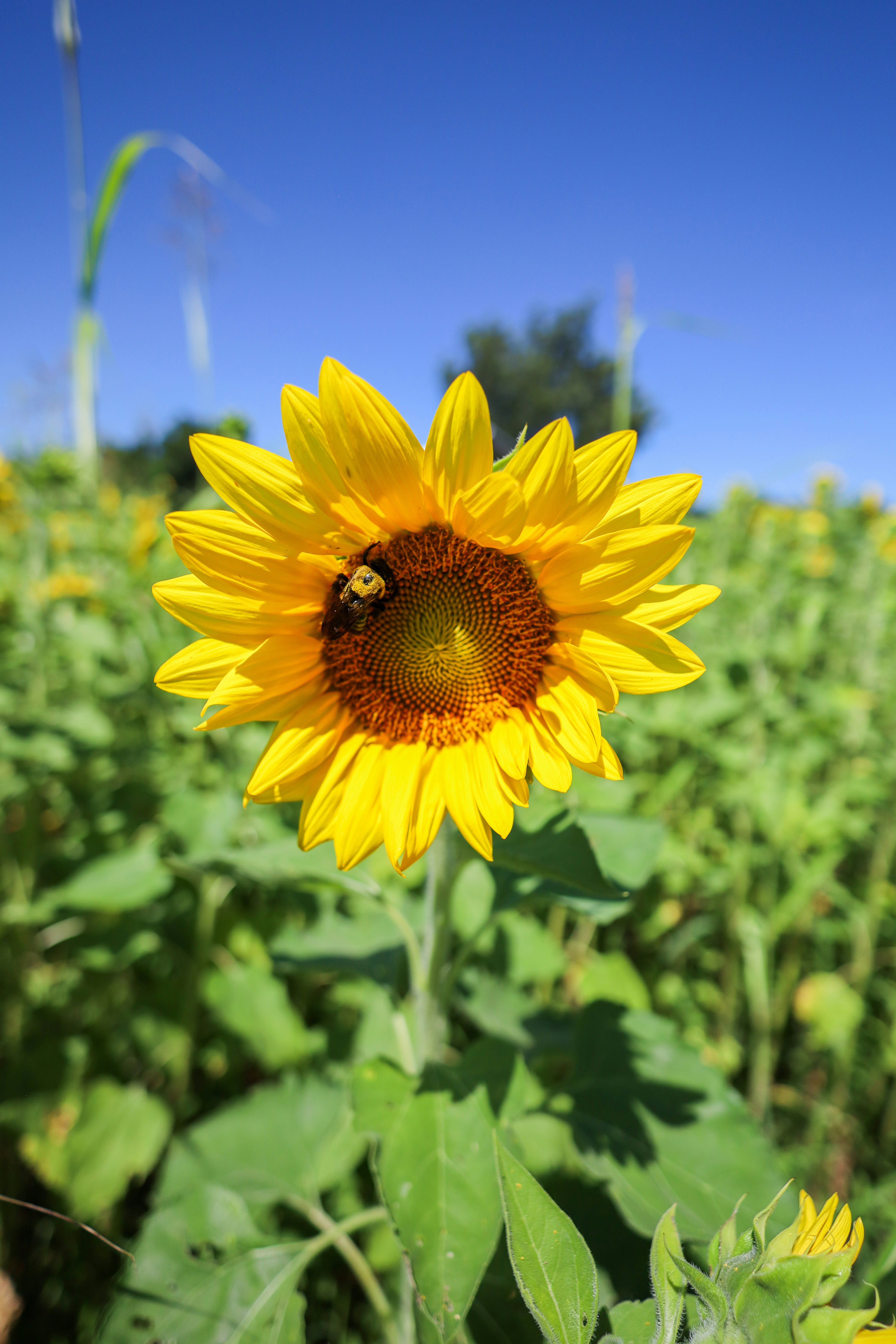 Sunflower Spotlight: Bee on a Golden Disc in a Sunlit Field