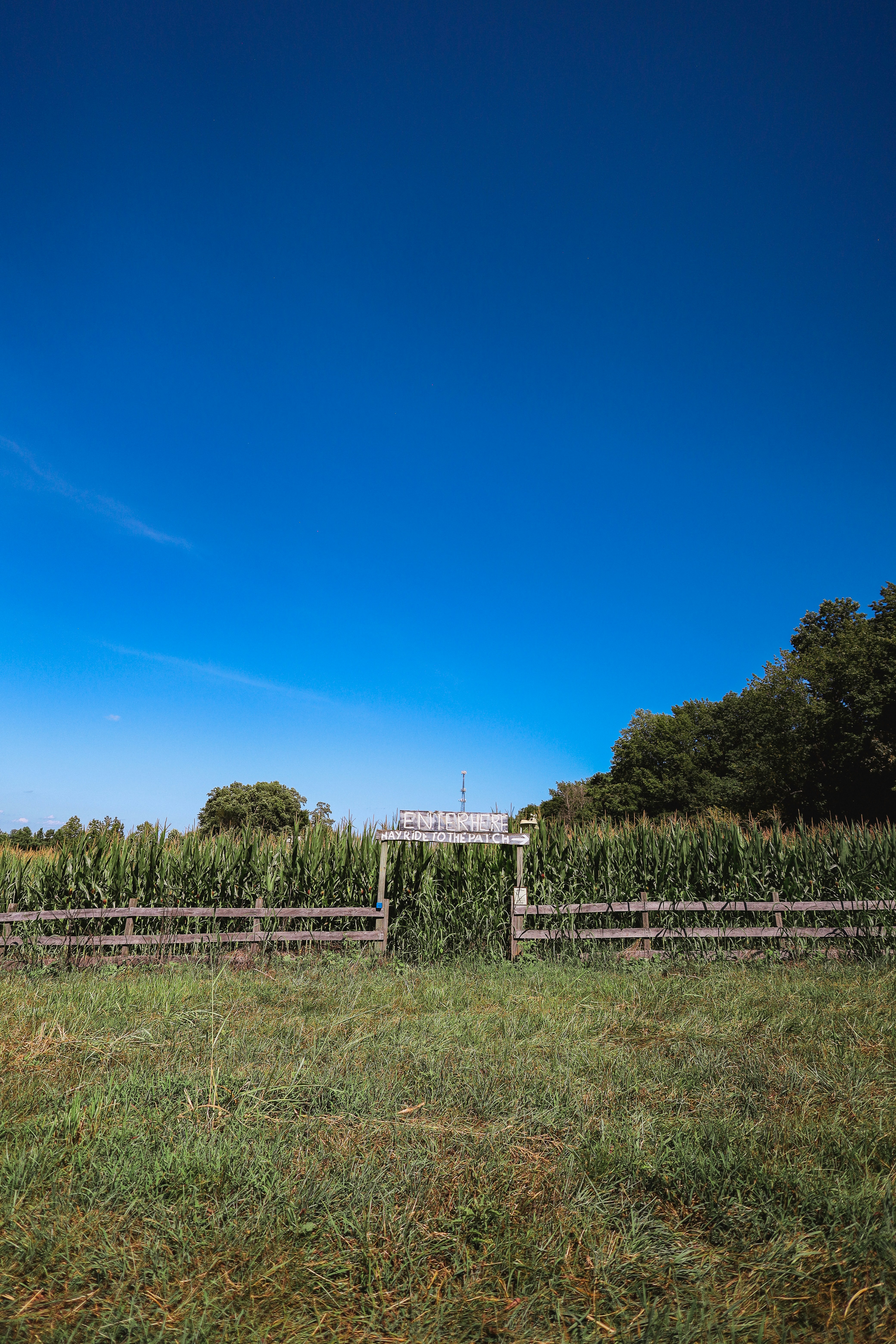 Cornfield Gate under a Clear Blue Sky