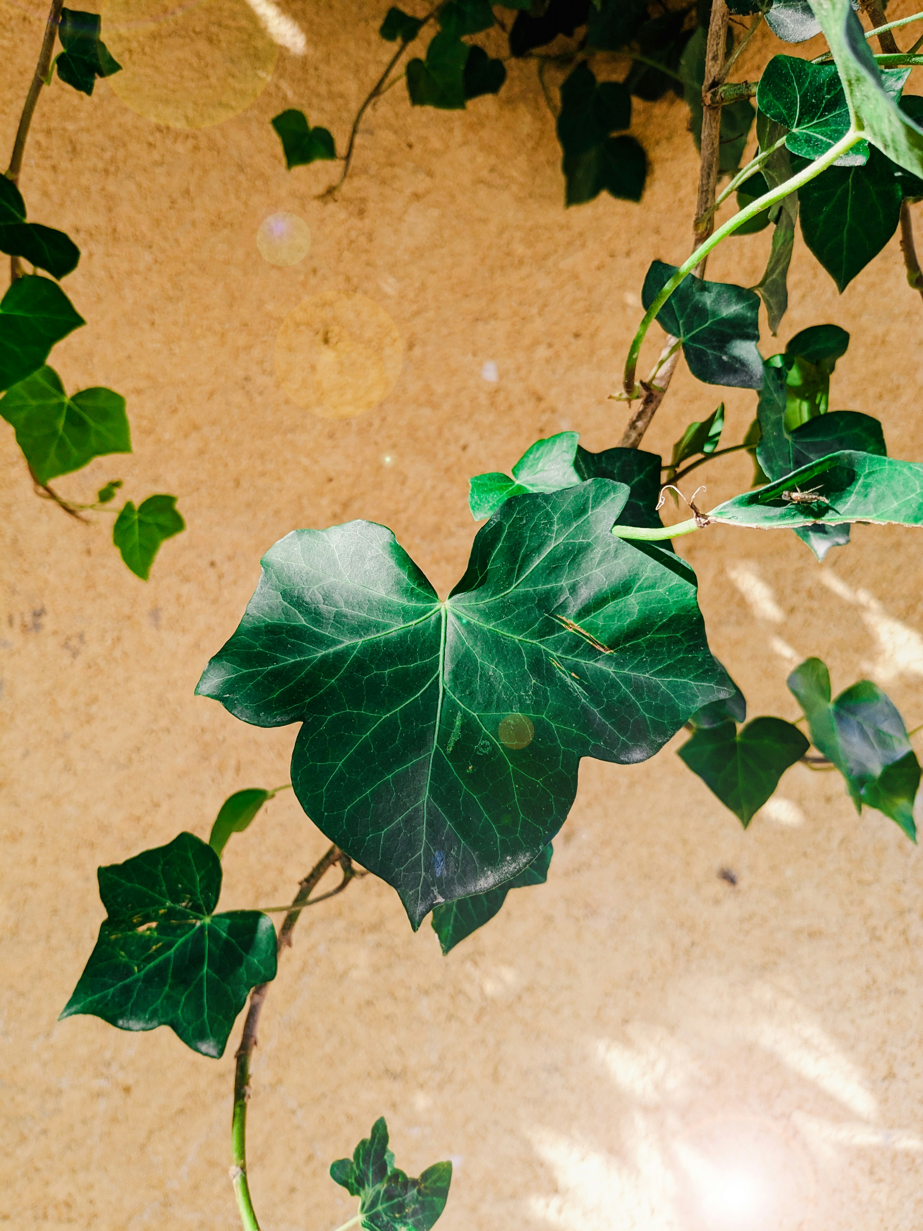 Close-up of a dark green ivy leaf with lobed edges against a sunlit sandy wall, with trailing vines filling the frame.