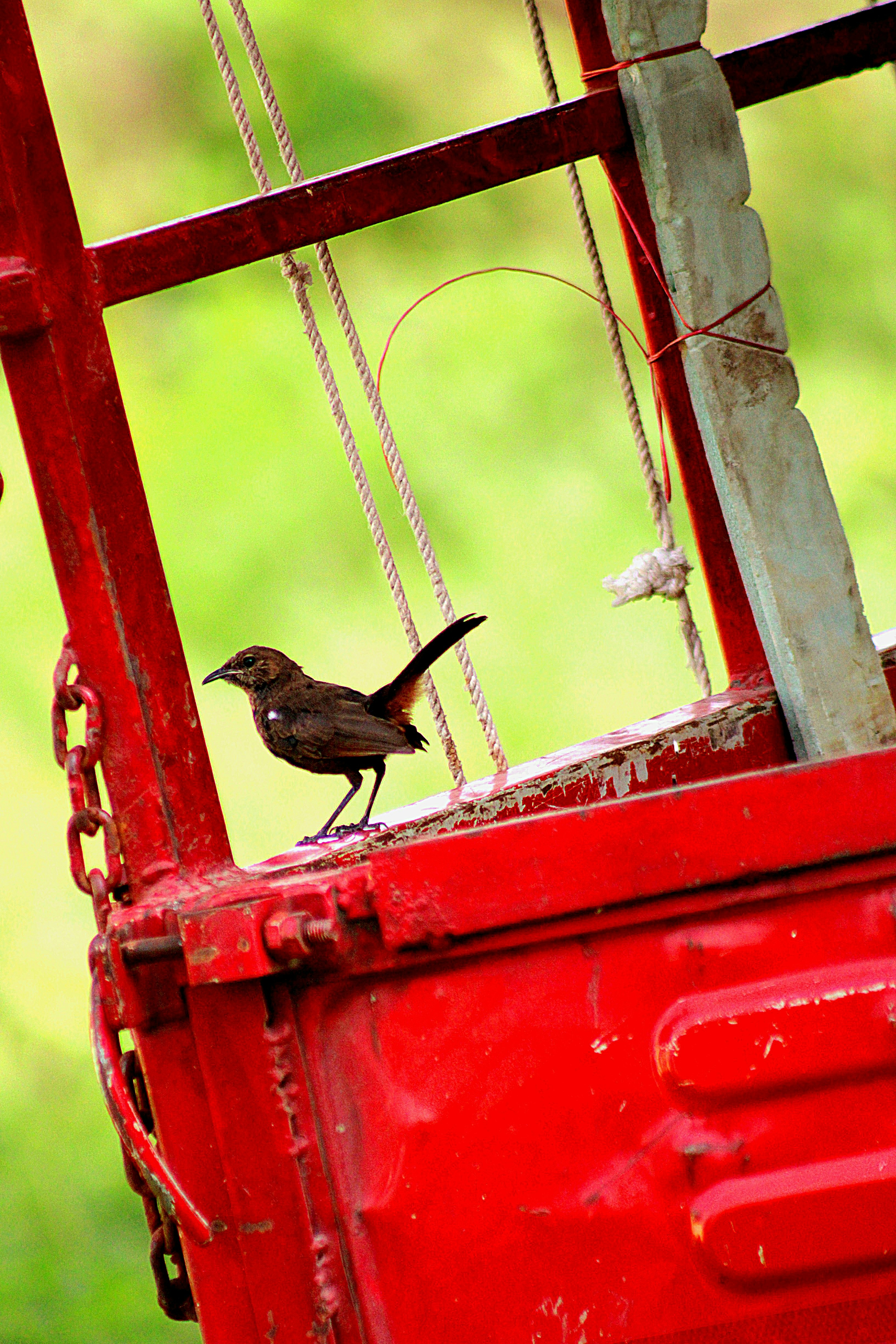 Crimson Perch: A Sparrow on a Rust-Red Frame