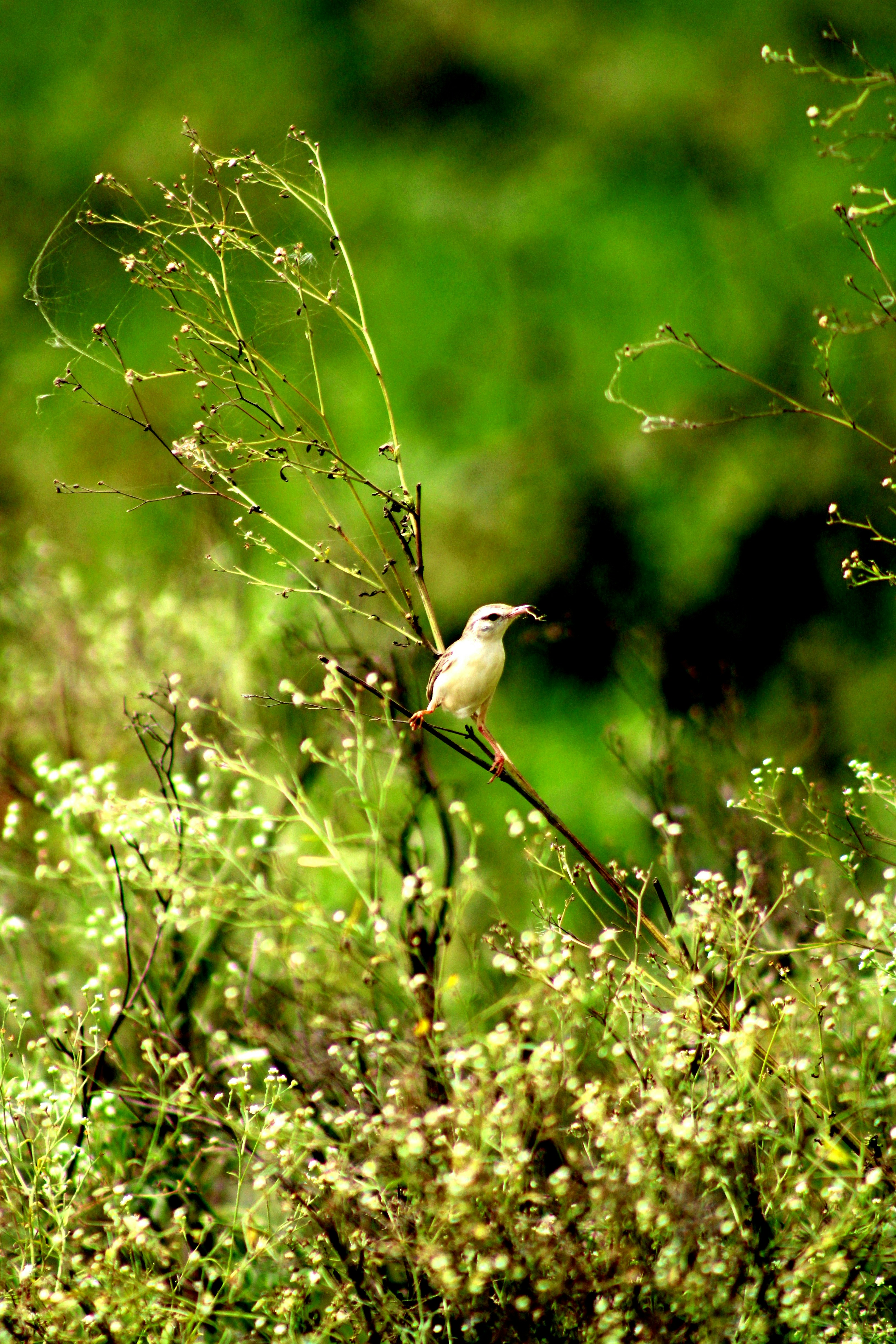 Ivory Perch on a Twig in a Meadow of Light