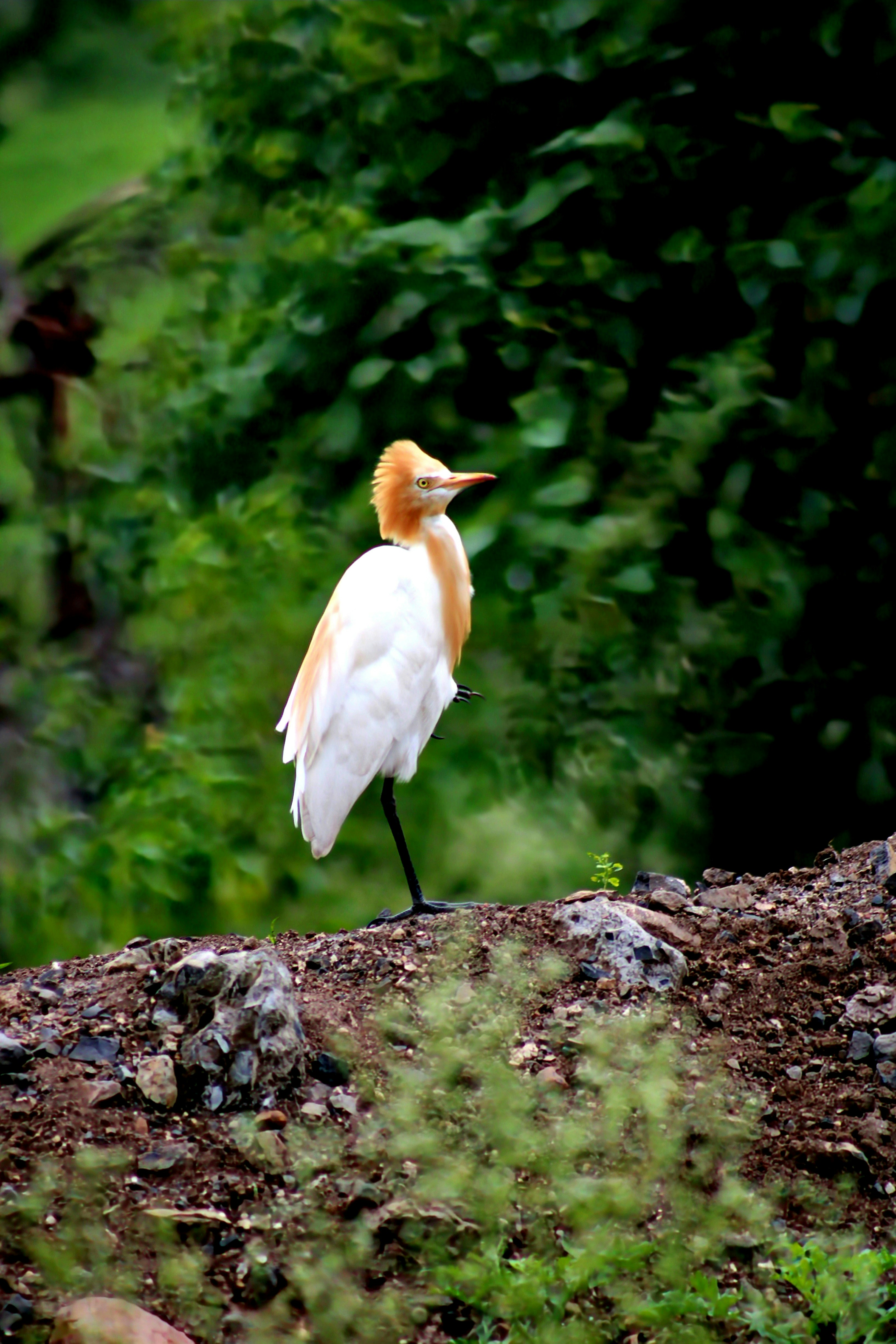 Breeding Plumage Sentinel on a Rocky Ridge