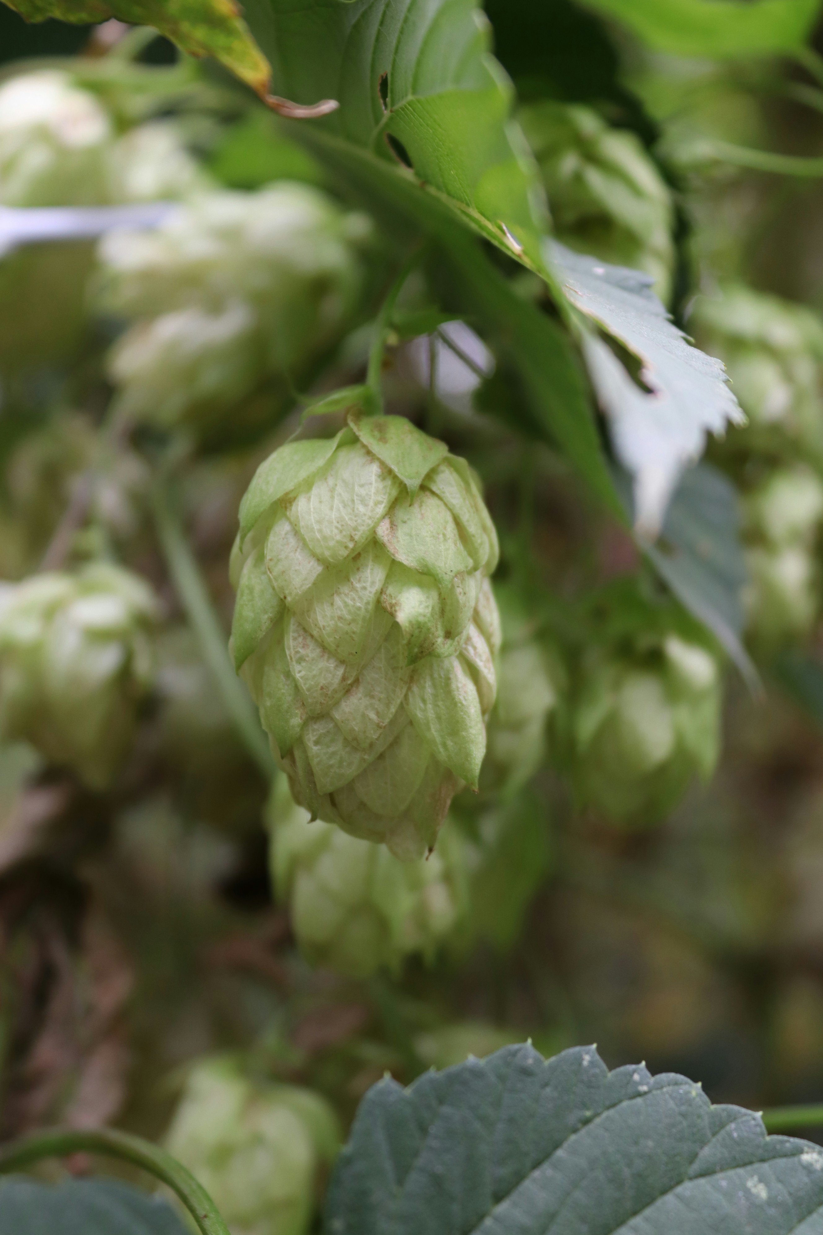 Photo by Julia Ly with Canon EOS 200D