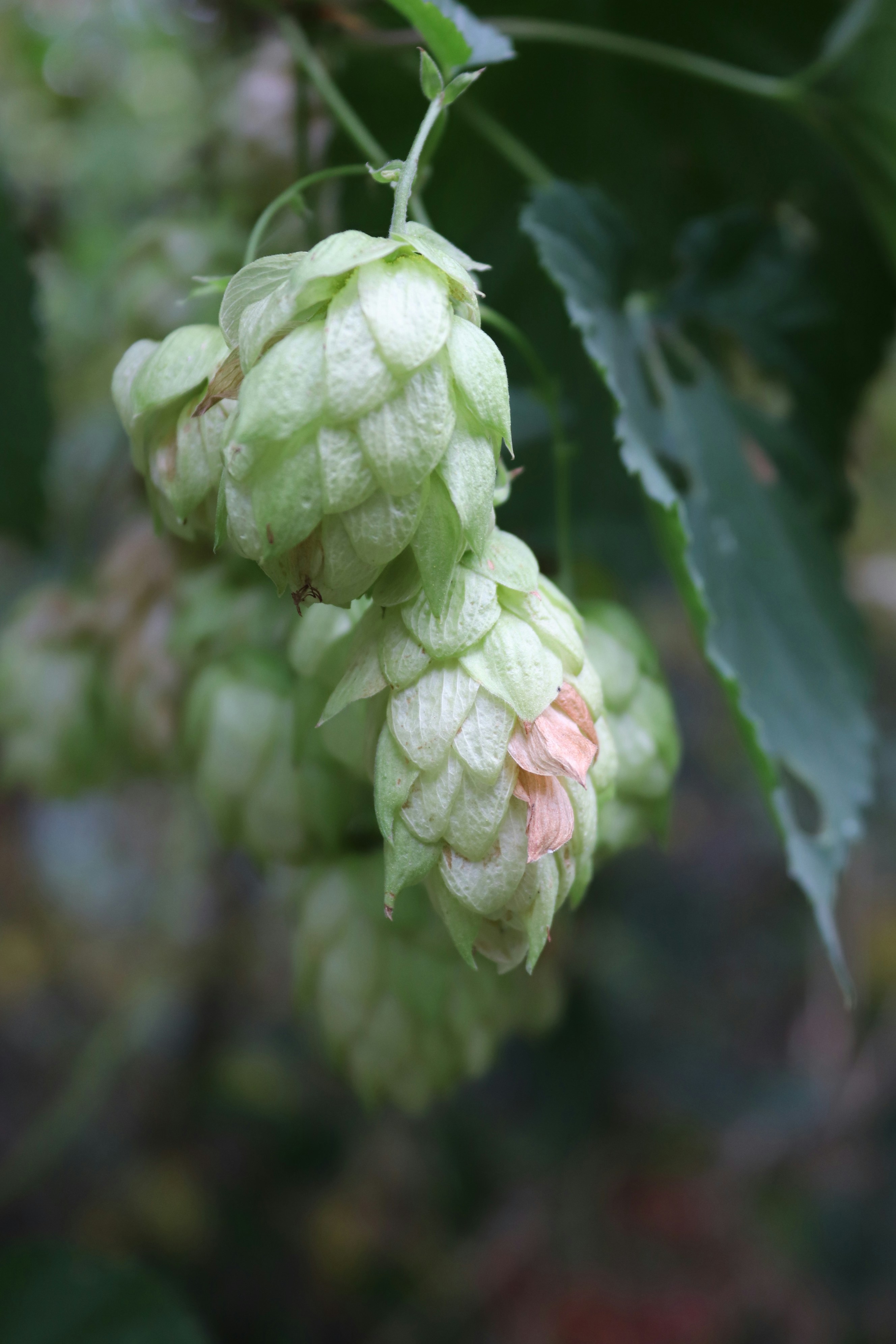 Verdant Hop Cones Dangle in a Quiet Garden Morning