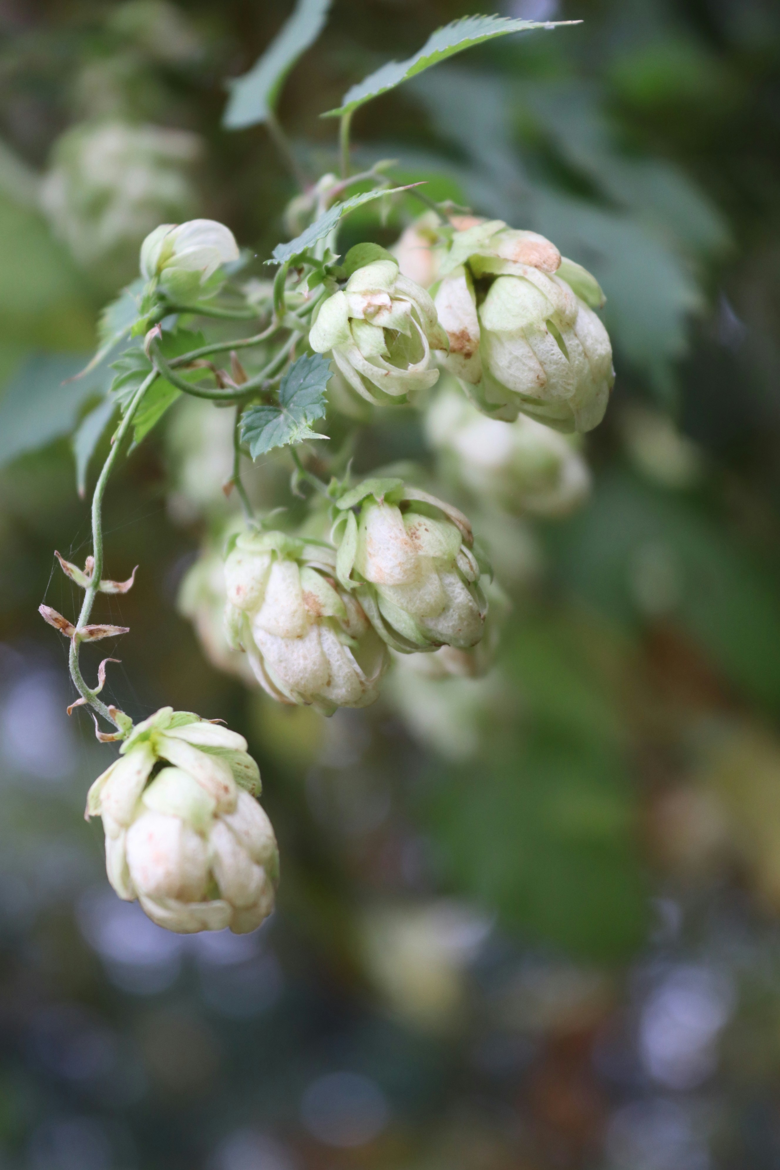 Verdant Hops in Gentle Glow: A Close-Up of Fragrant Cones