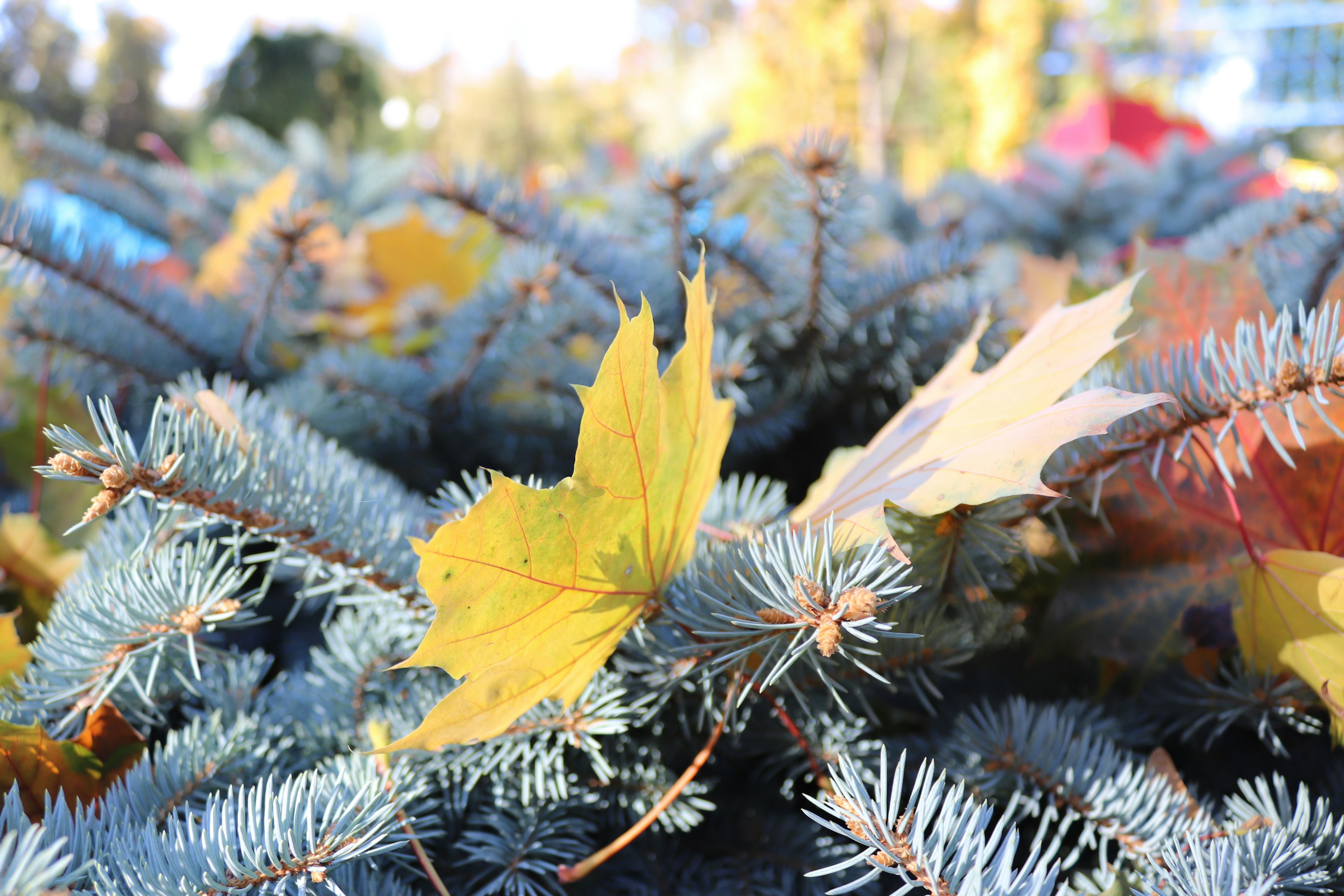 Yellow Maple Leaf on Blue Spruce Needles in Autumn Light