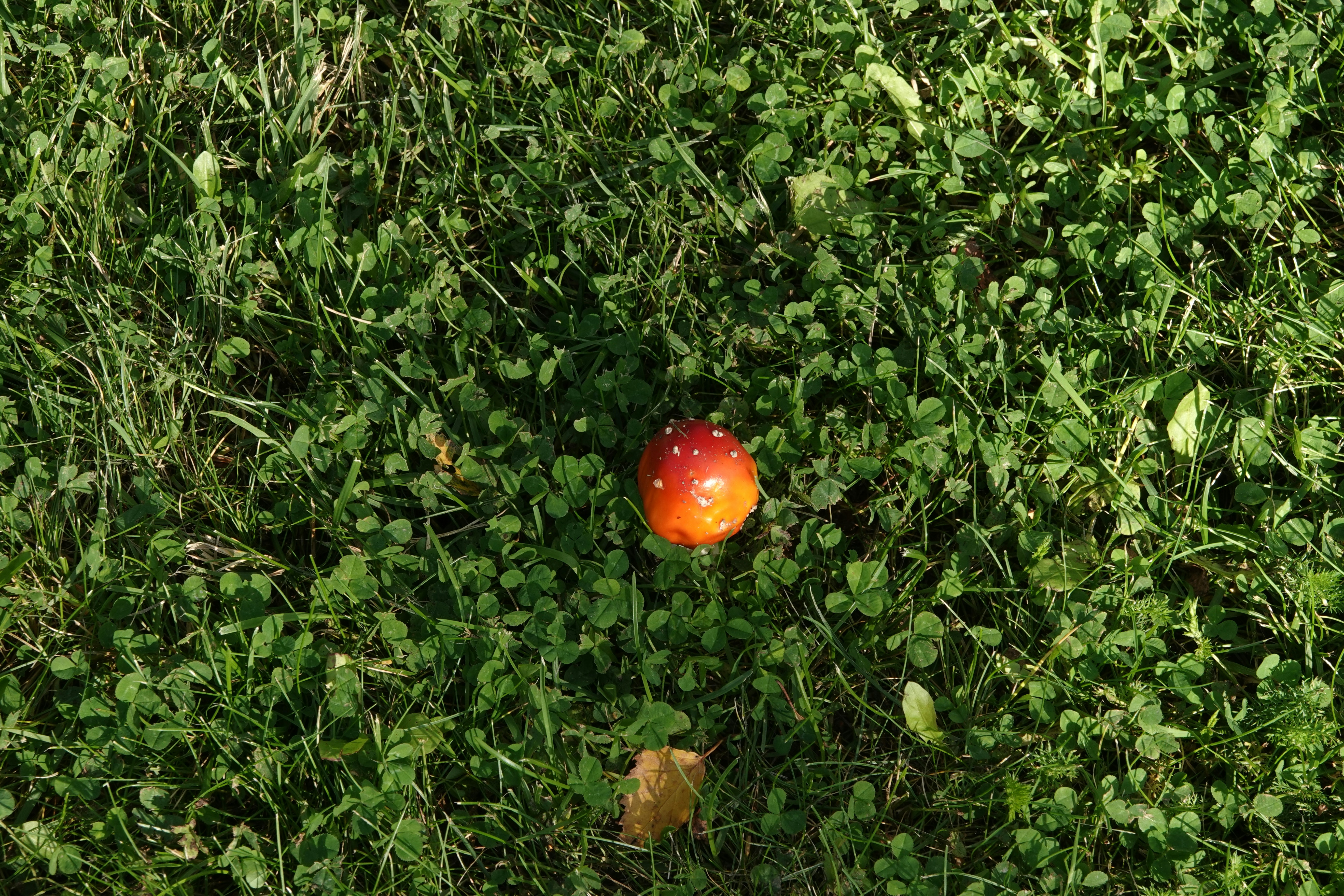 Photo by Ilona Huuskonen with Sony Cyber-shot RX10 IV