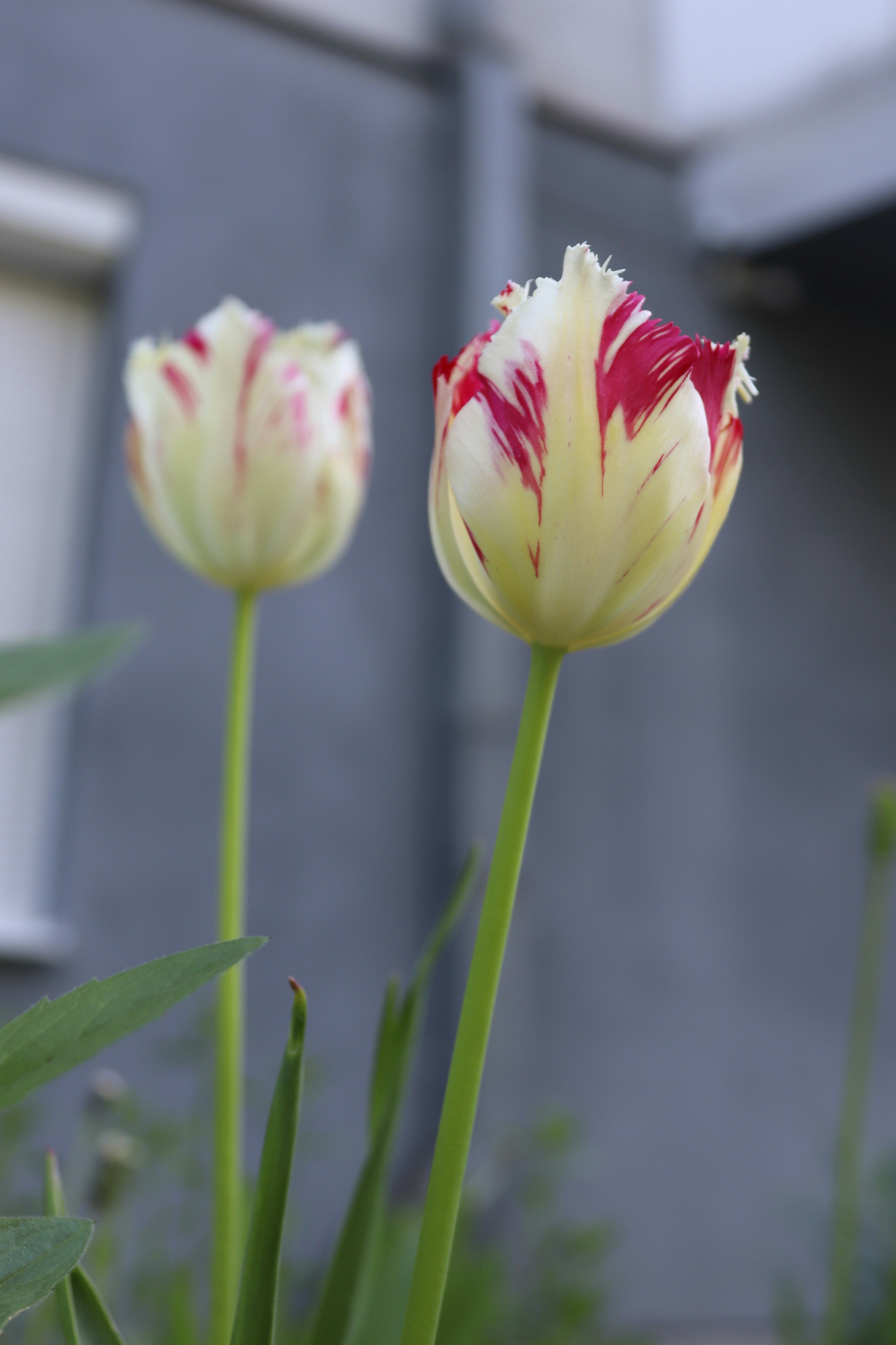 Crimson-veined Tulips Framed by Soft Urban Blur