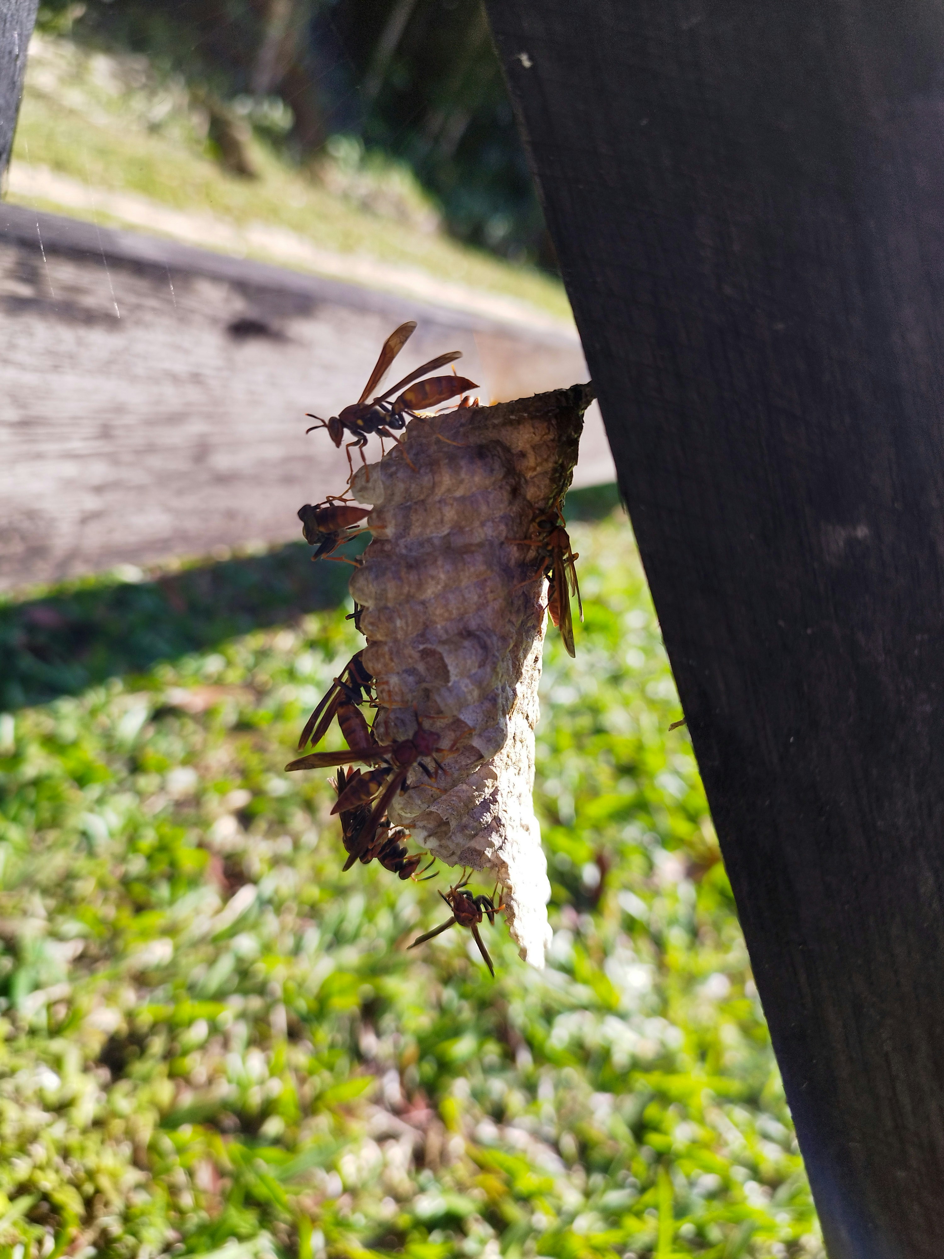 A dead insect hanging from a wooden post photo – Free Suriname Image on ...