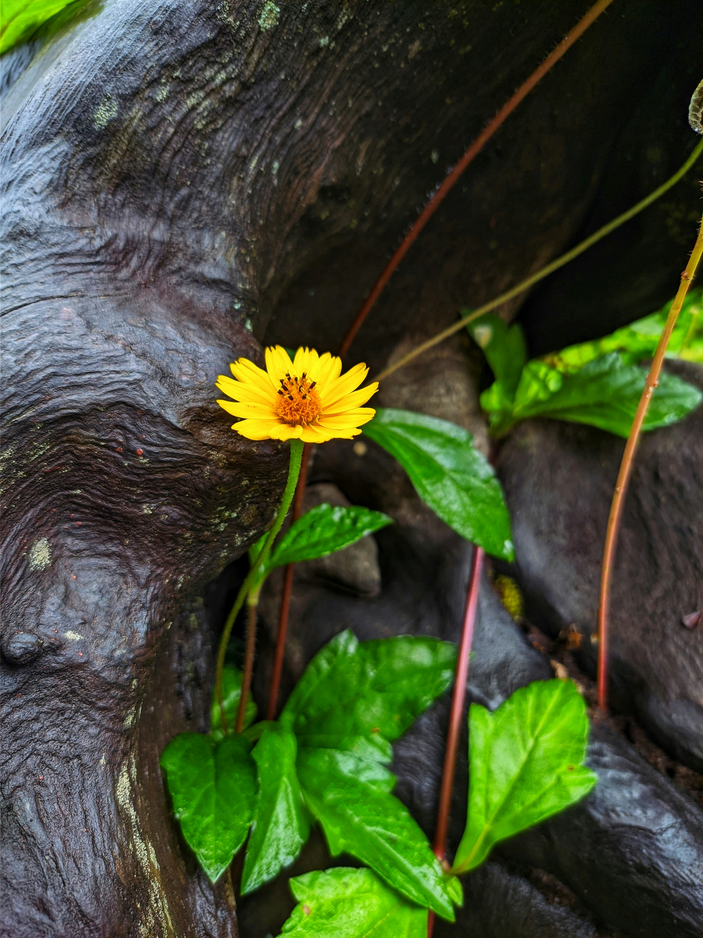 A lone Yellow Bloom Among Dark Roots