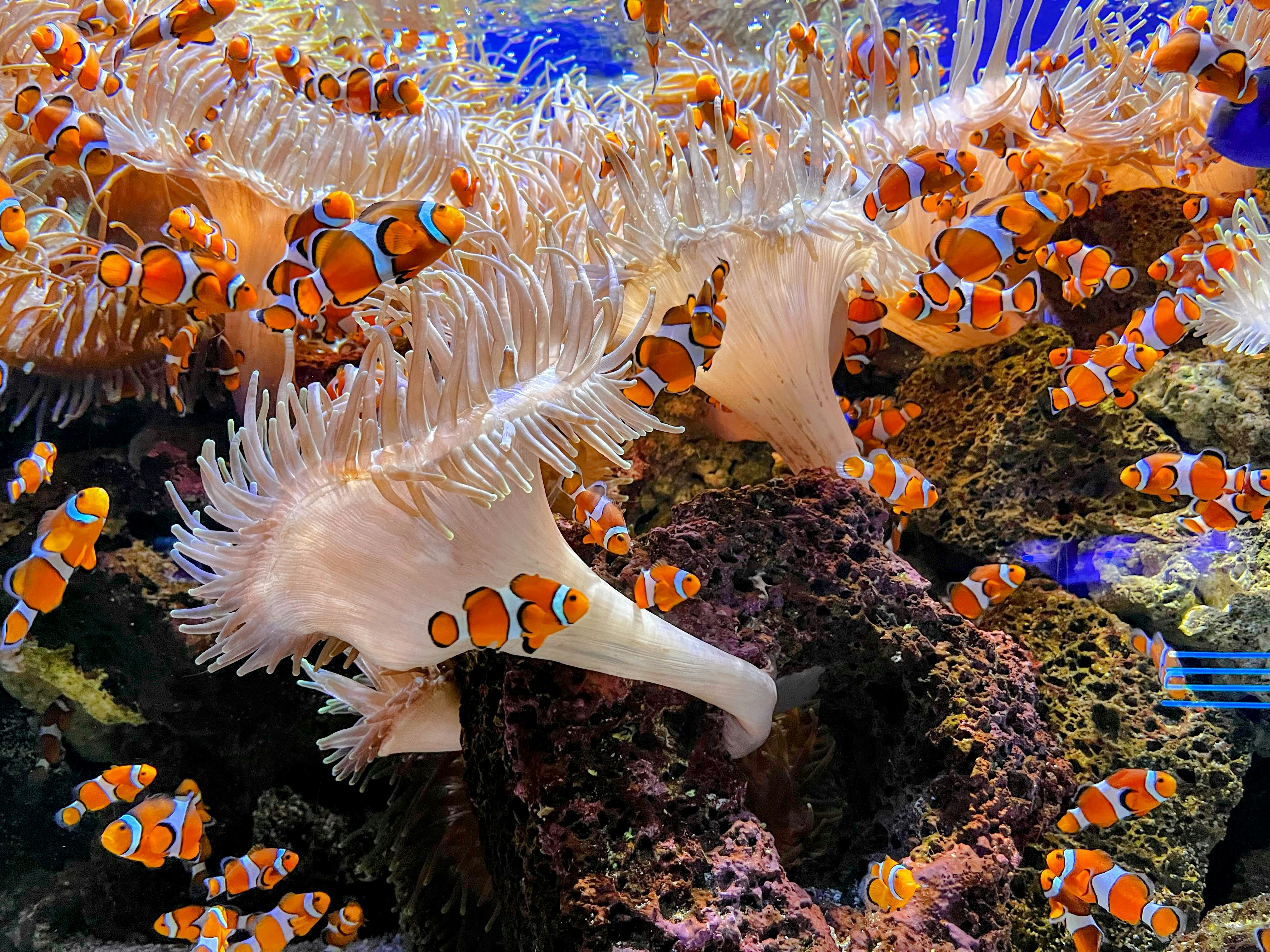 1K+ Aquarium Fish Pictures | Download Free Images on Unsplash