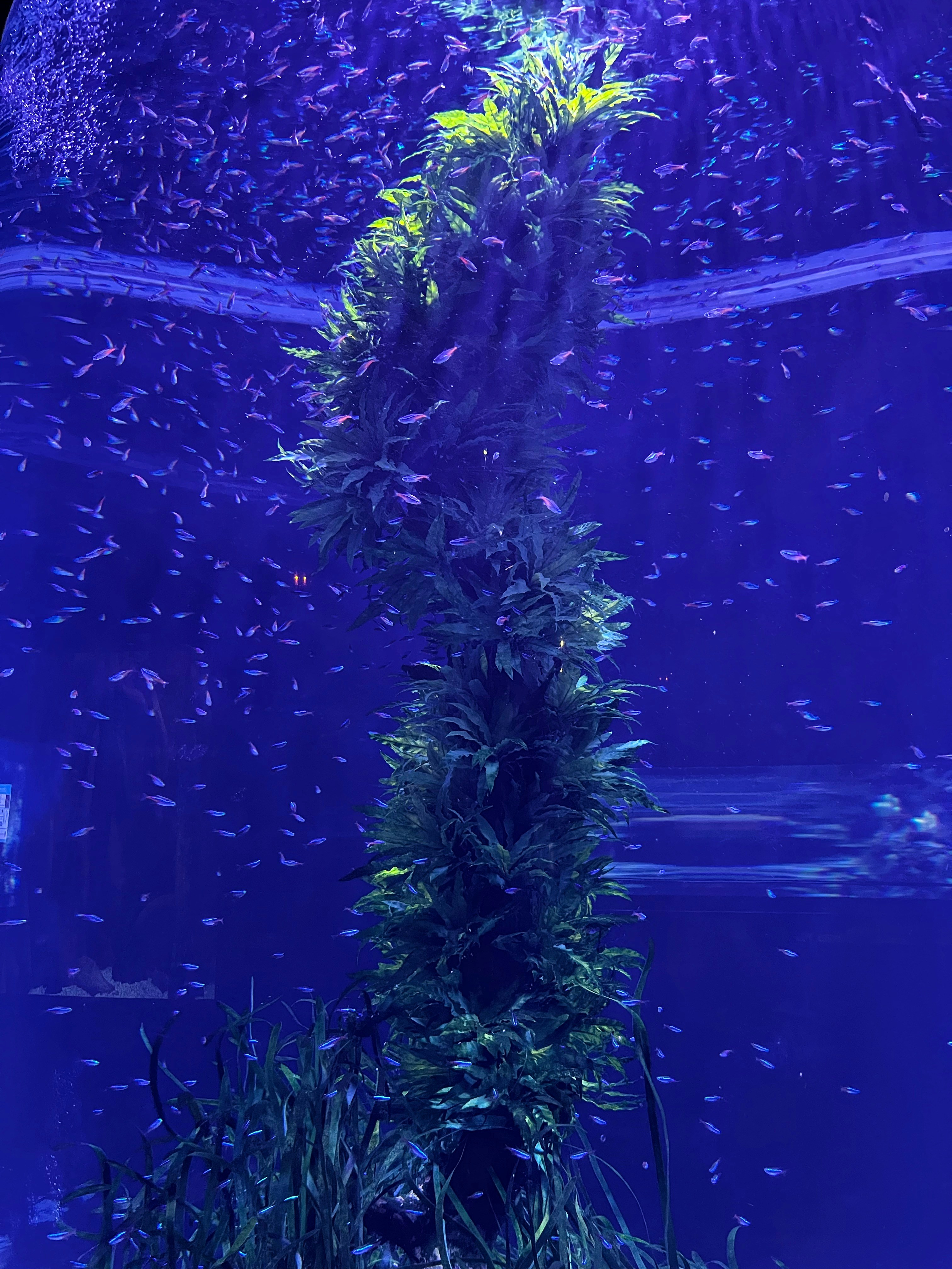 A large aquarium filled with lots of fish photo – Free Loro parque ...