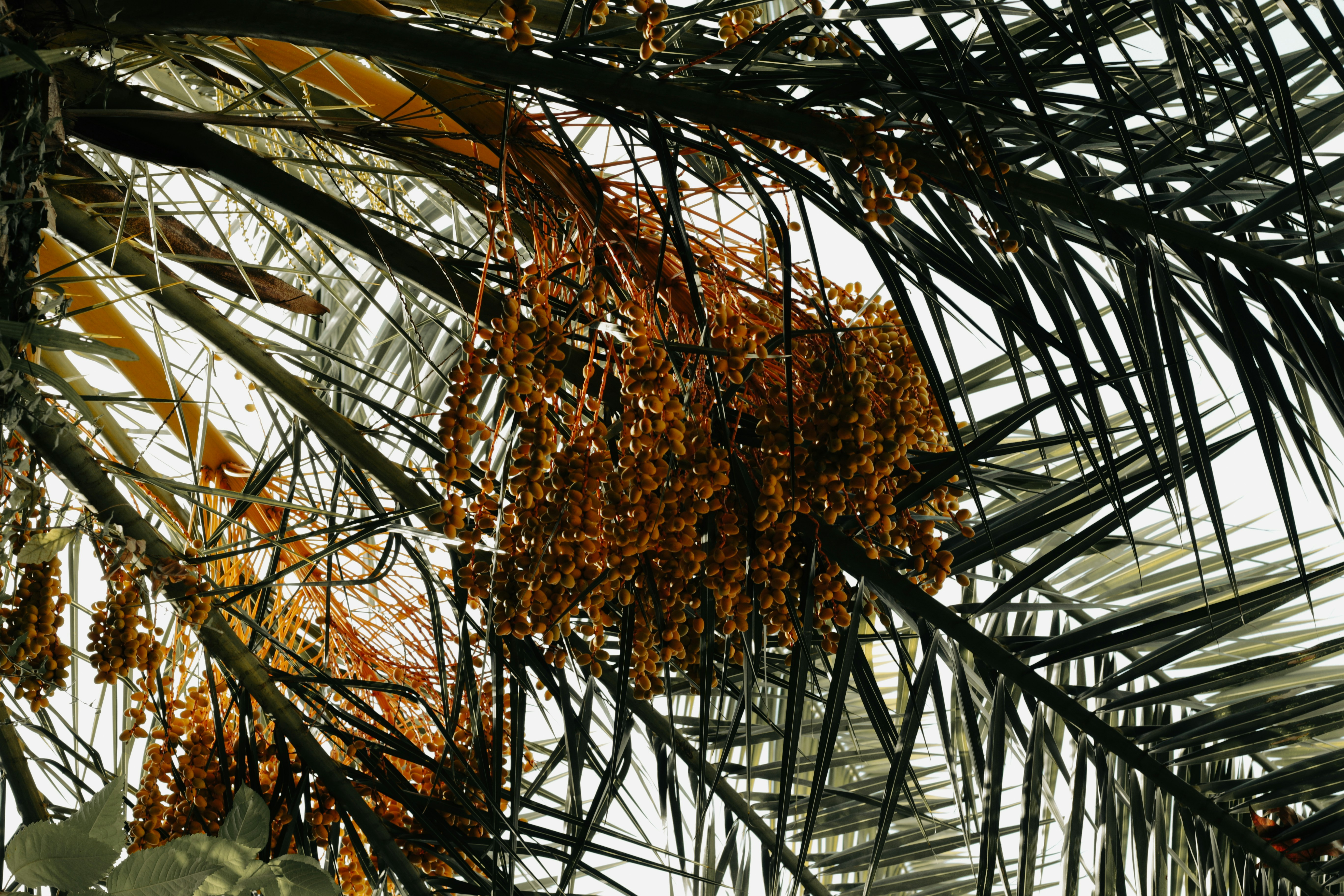 Rust-Colored Droplets Among a Sunlit Palm Canopy