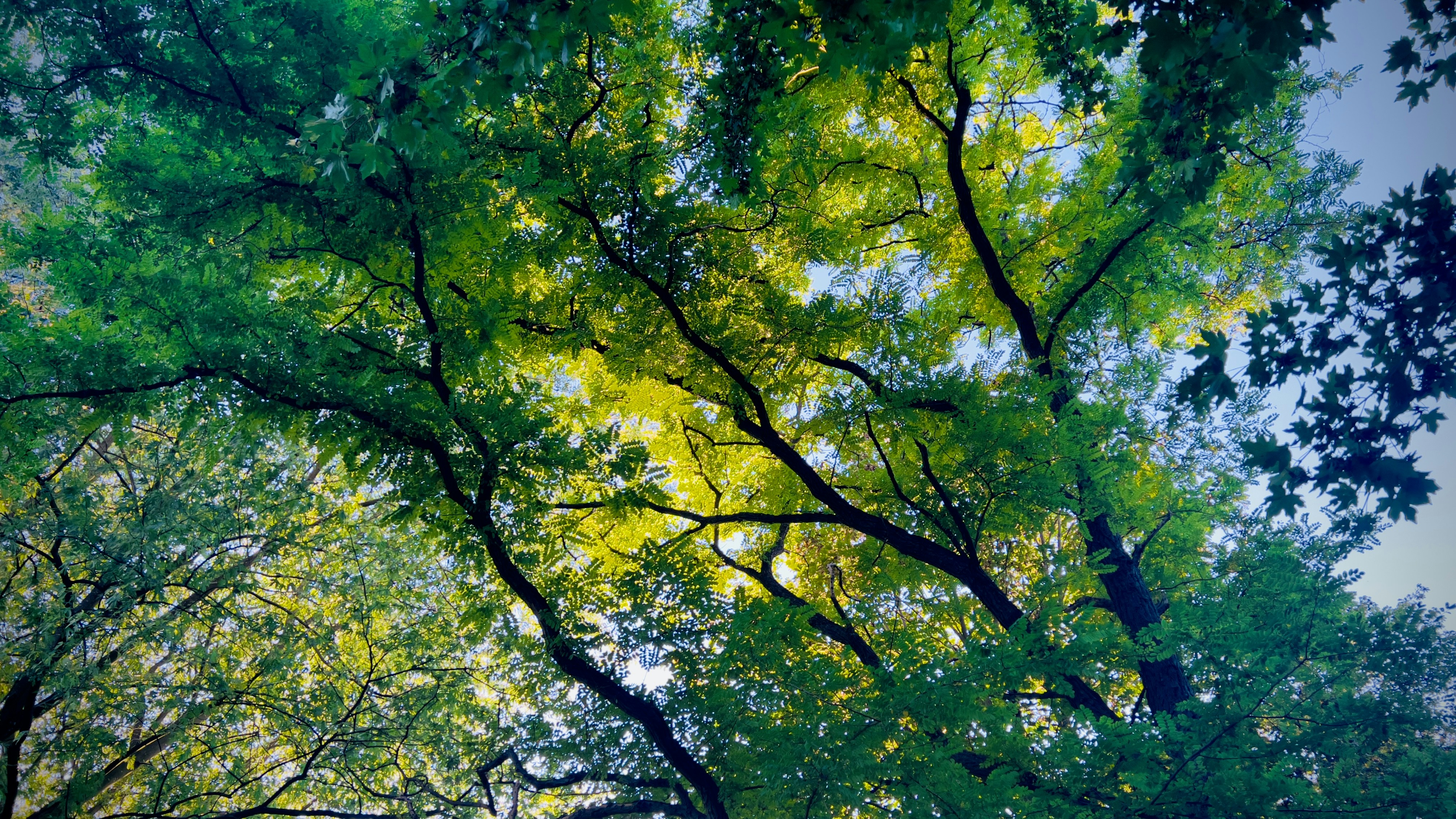 Sunlight filters through lush green tree branches, creating a vibrant natural ceiling.