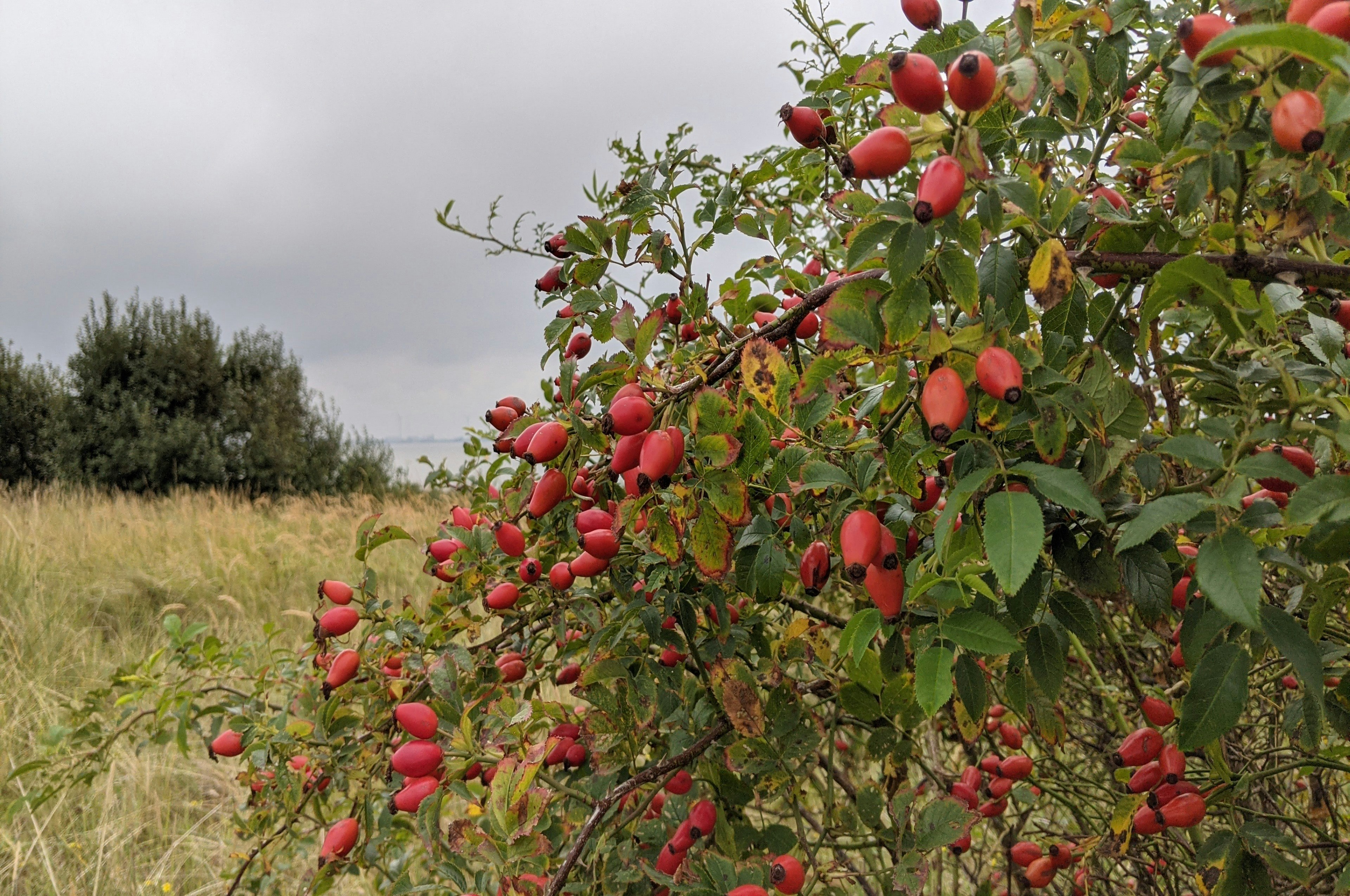 Un arbre rempli de beaucoup de fruits mûrs photo – Photo Emden Gratuite ...