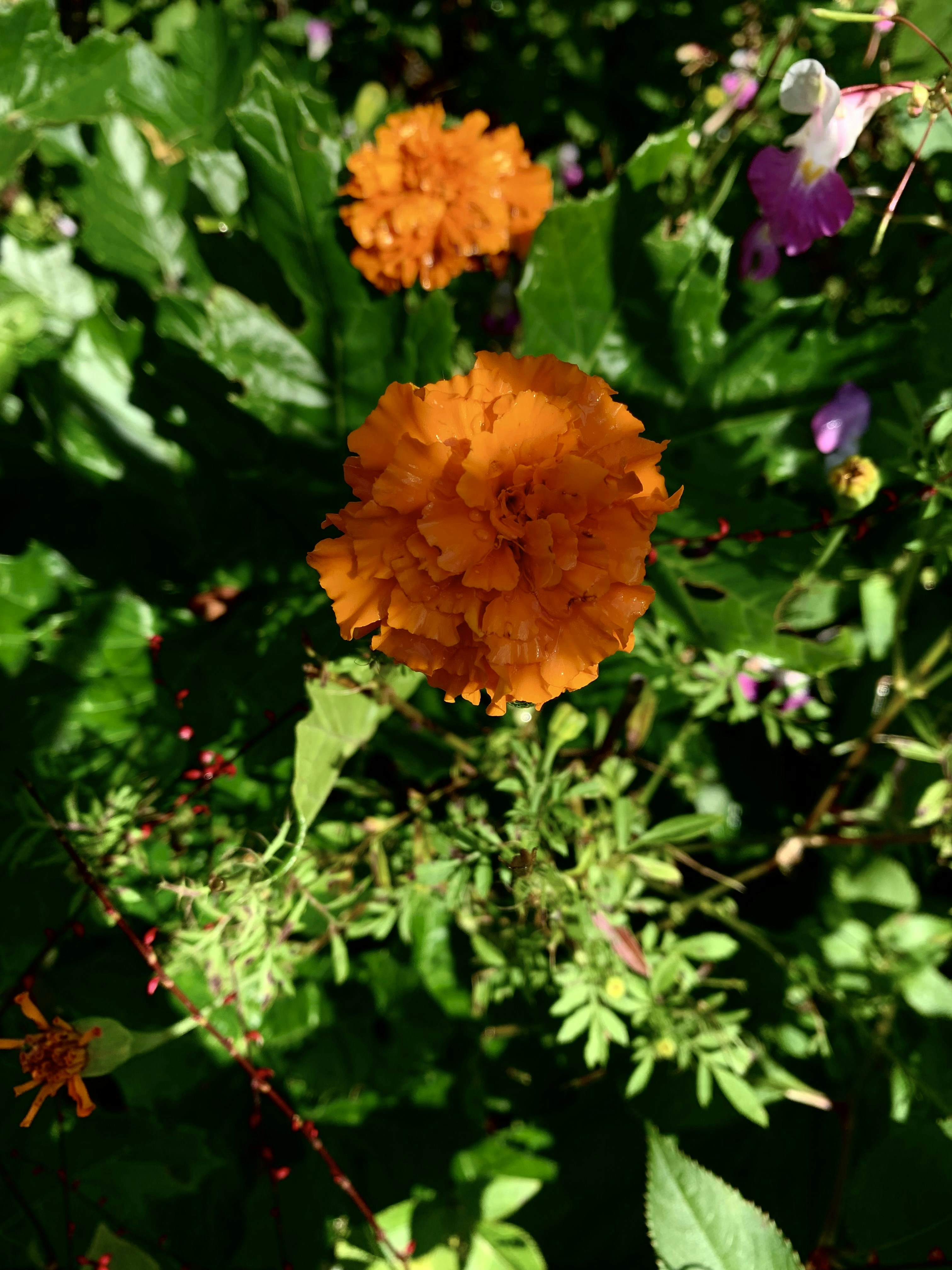 Sunlit Apricot Marigold Framed by Lush Garden Foliage