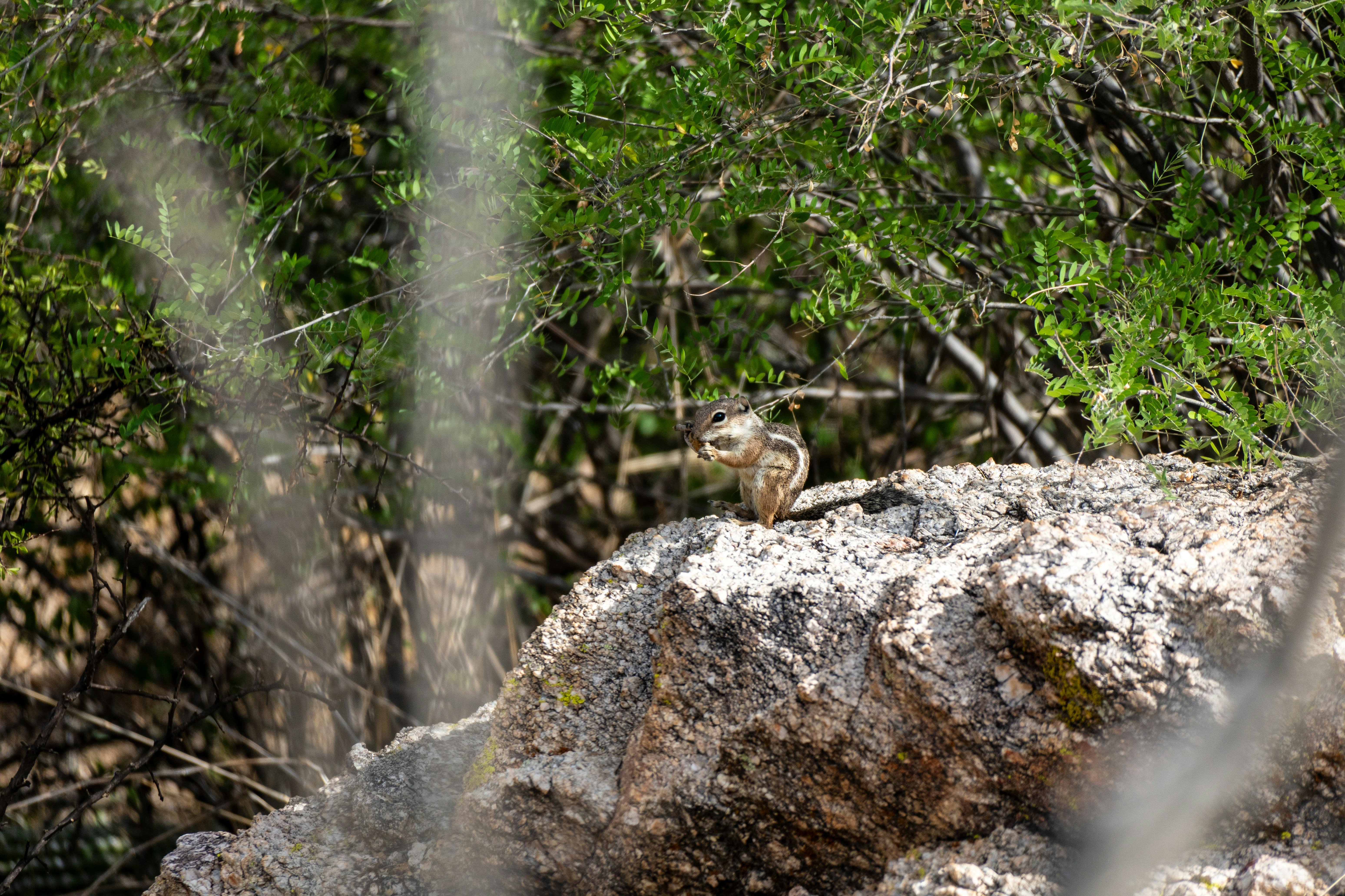 Photo by JC Cervantes with Sony Alpha 6700