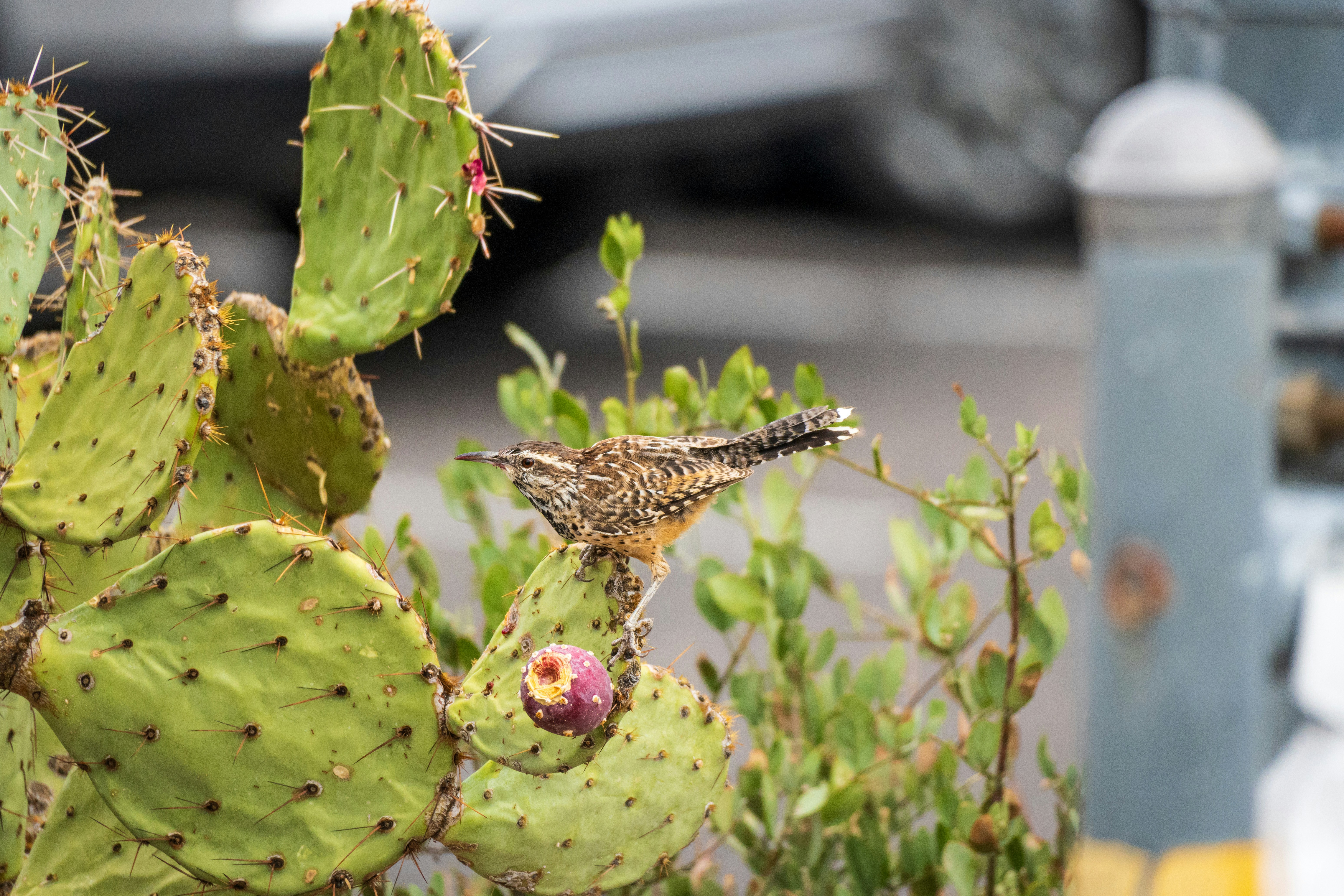 Prickly Perch: A Tiny Songbird Braving the Urban Cactus