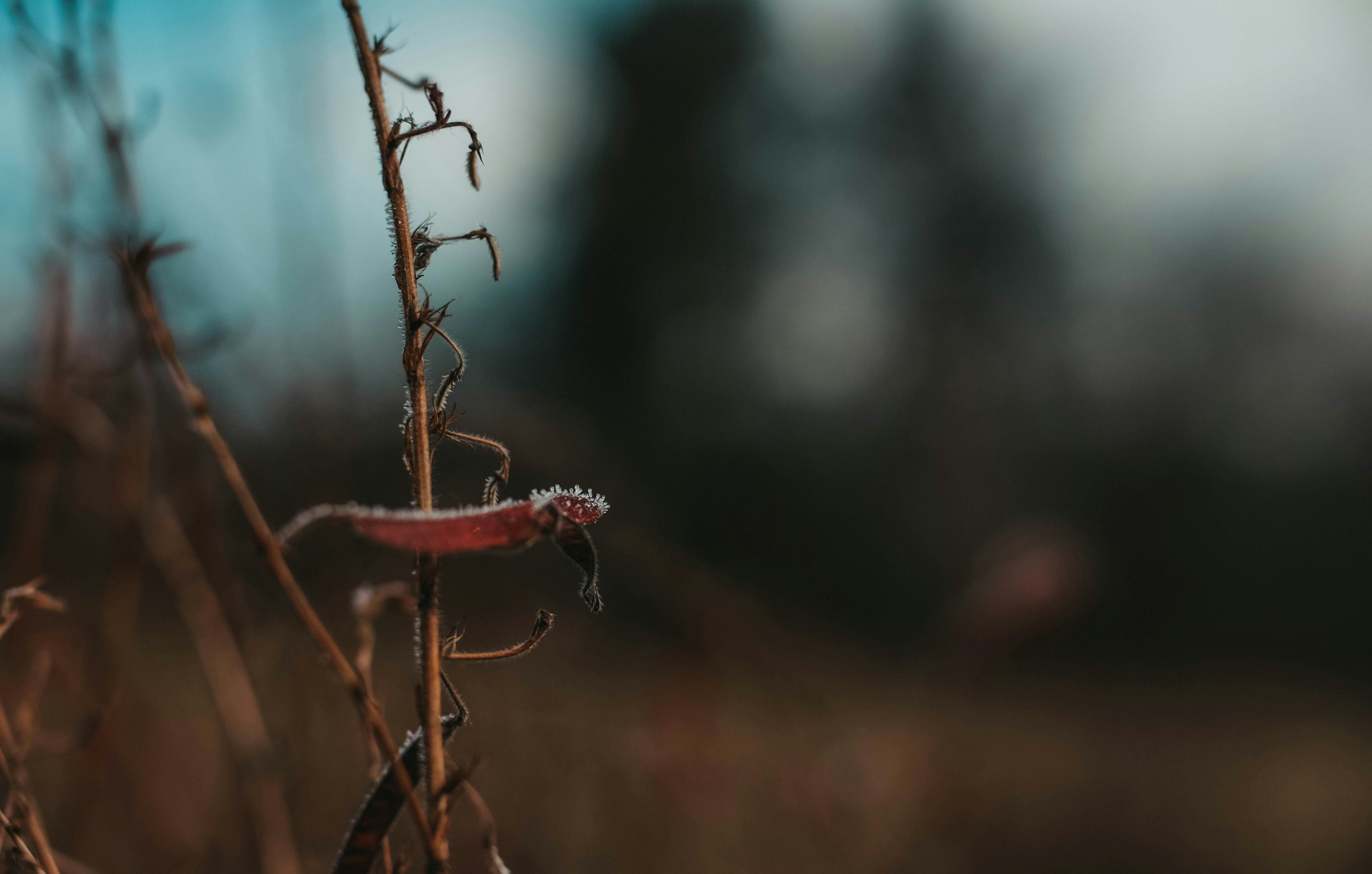 Frost on a red pea pod on a pea plant on a winter morning
