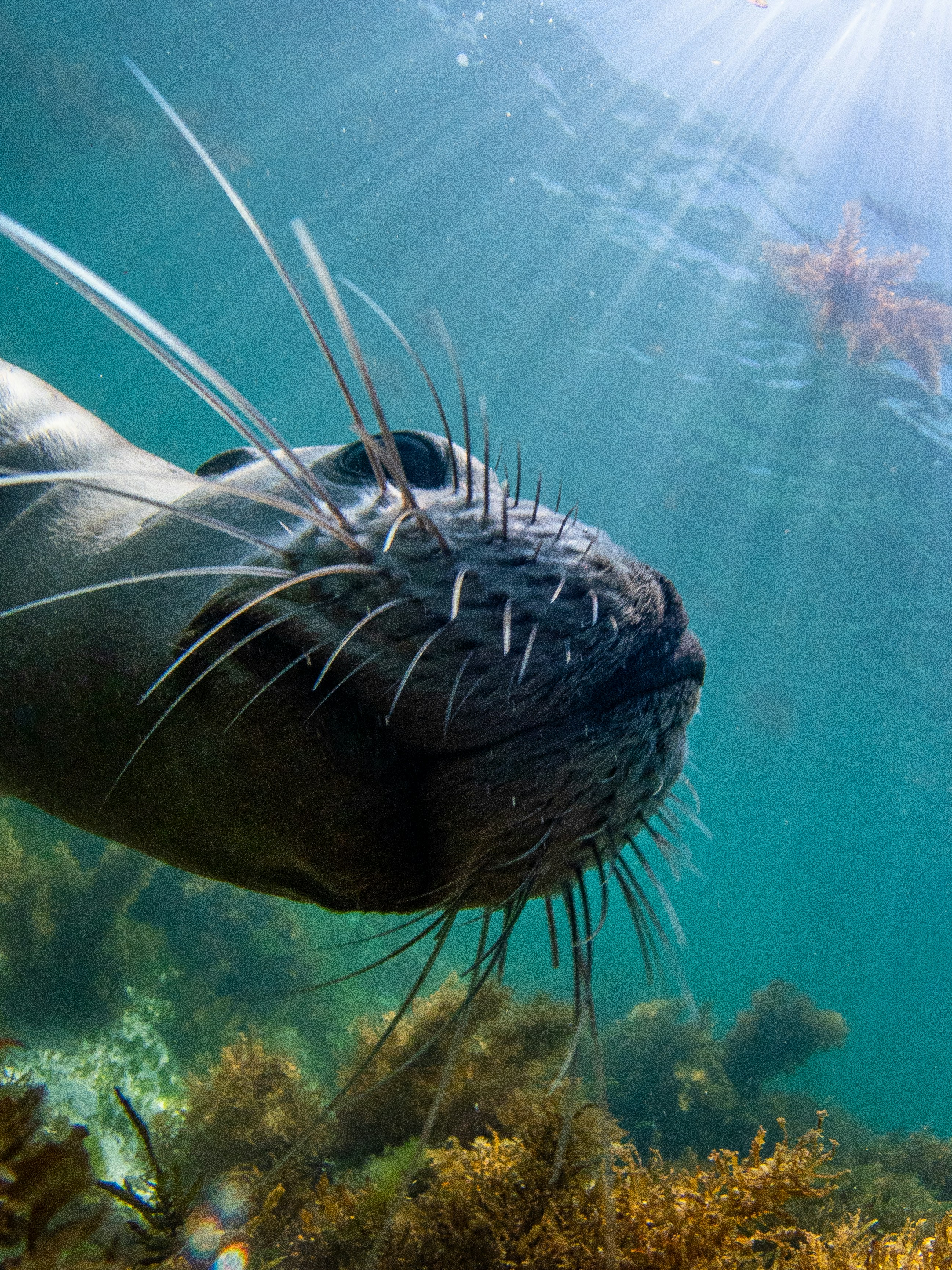 Underwater photograph of a sea lion approaching the camera, with sun rays piercing turquoise water and kelp in the background.